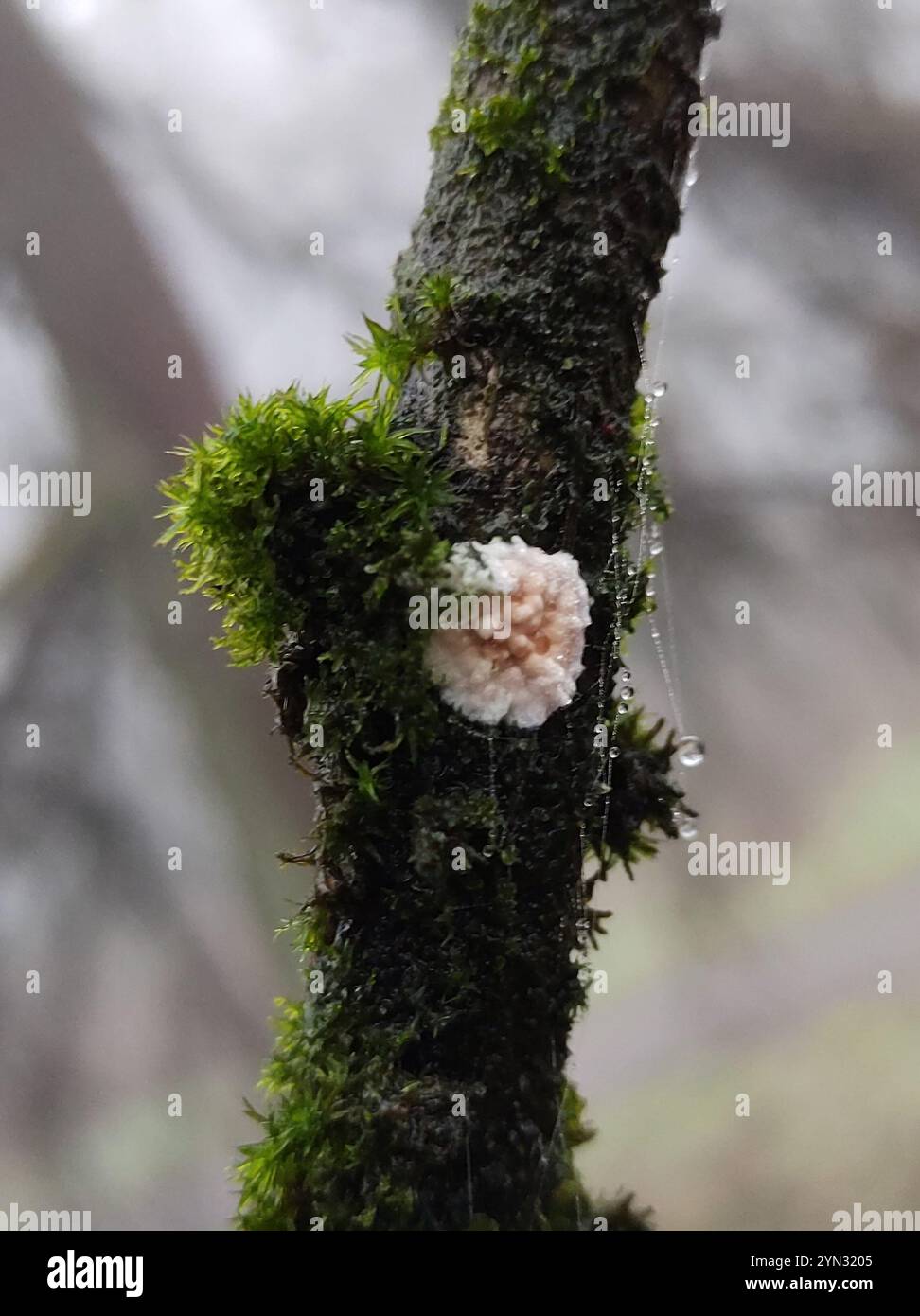 Red Raspberry Slime Mold (Tubifera ferruginosa Stock Photo - Alamy