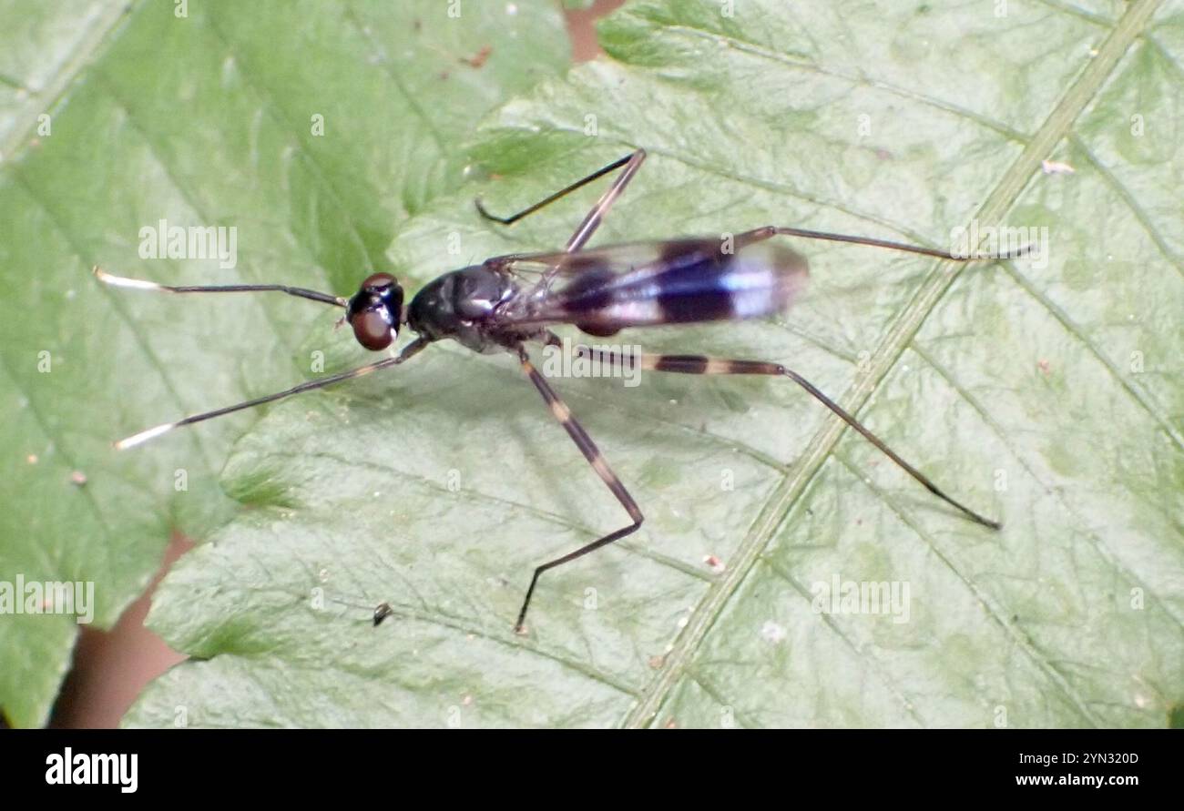 Stilt-legged Flies (Micropezidae Stock Photo - Alamy
