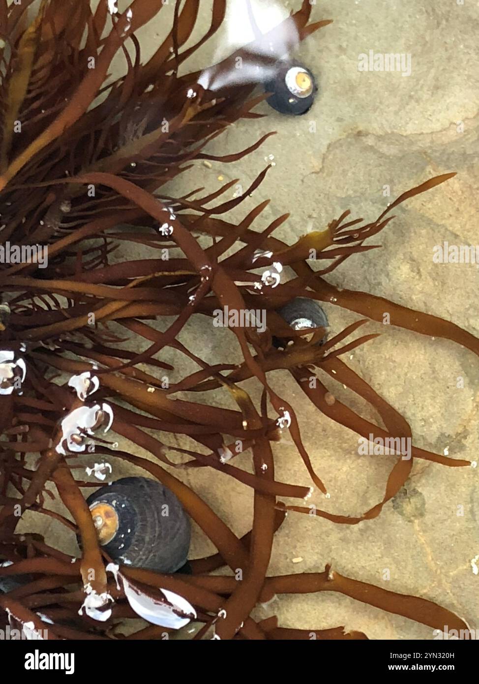 Bleach Weed (Prionitis sternbergii Stock Photo - Alamy