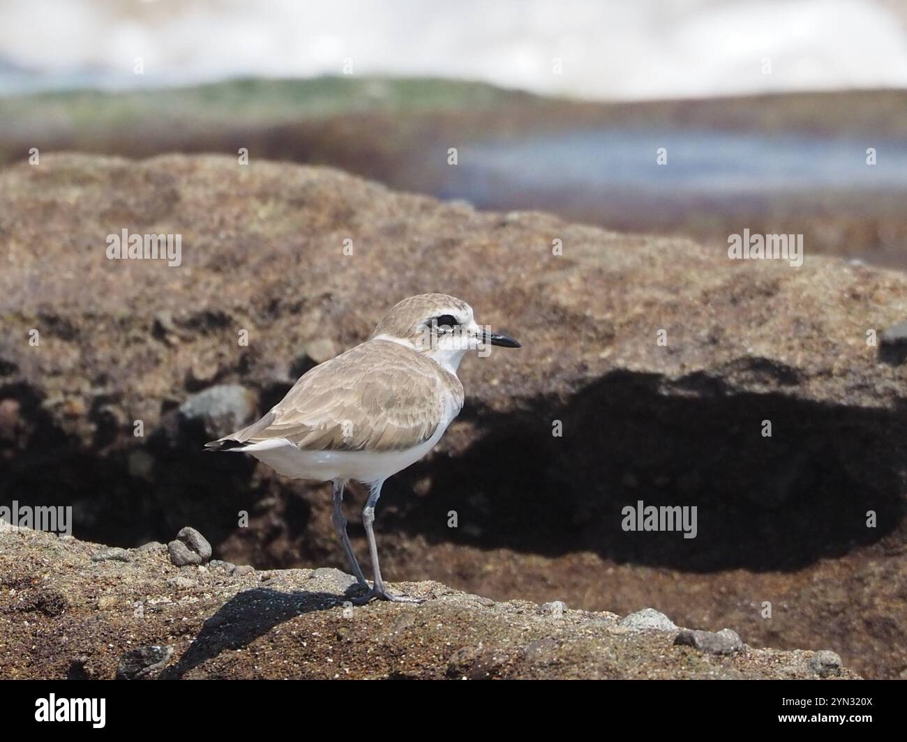 Kentish Plover (Anarhynchus alexandrinus Stock Photo - Alamy