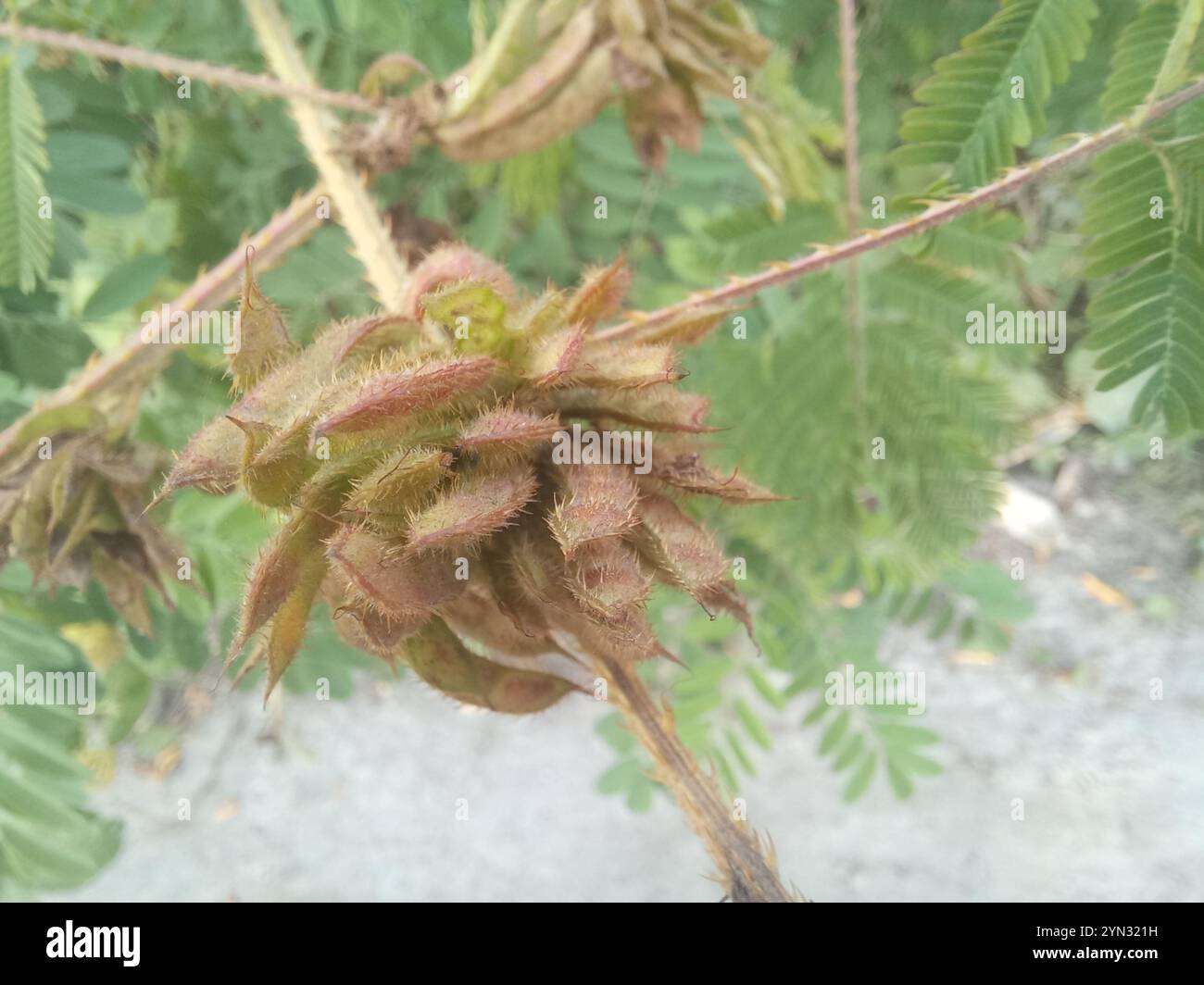 giant false sensitive plant (Mimosa diplotricha Stock Photo - Alamy