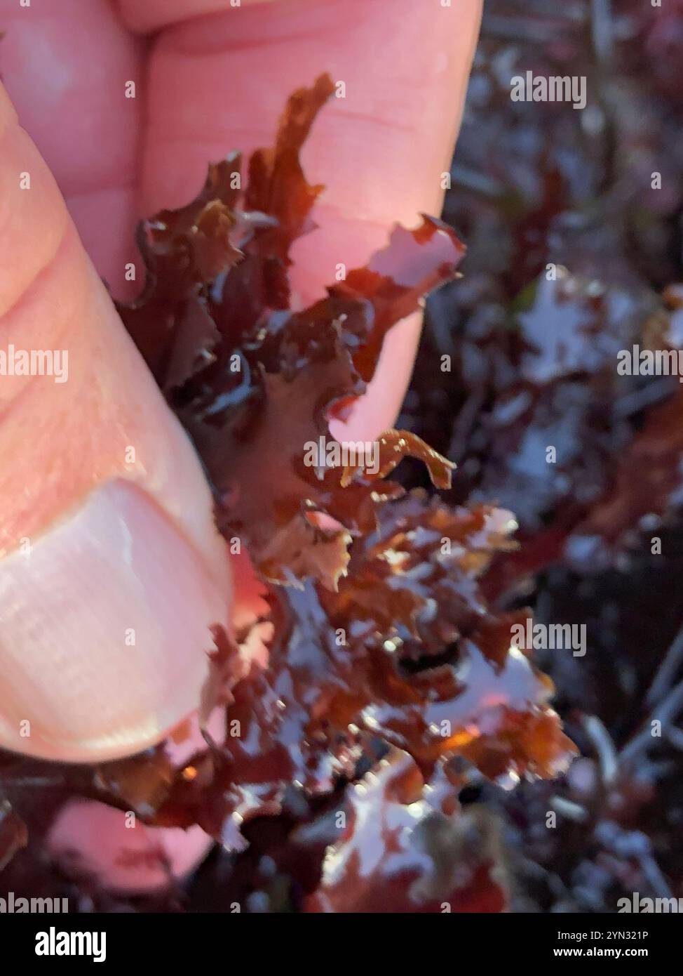red algae (Rhodophyta Stock Photo - Alamy