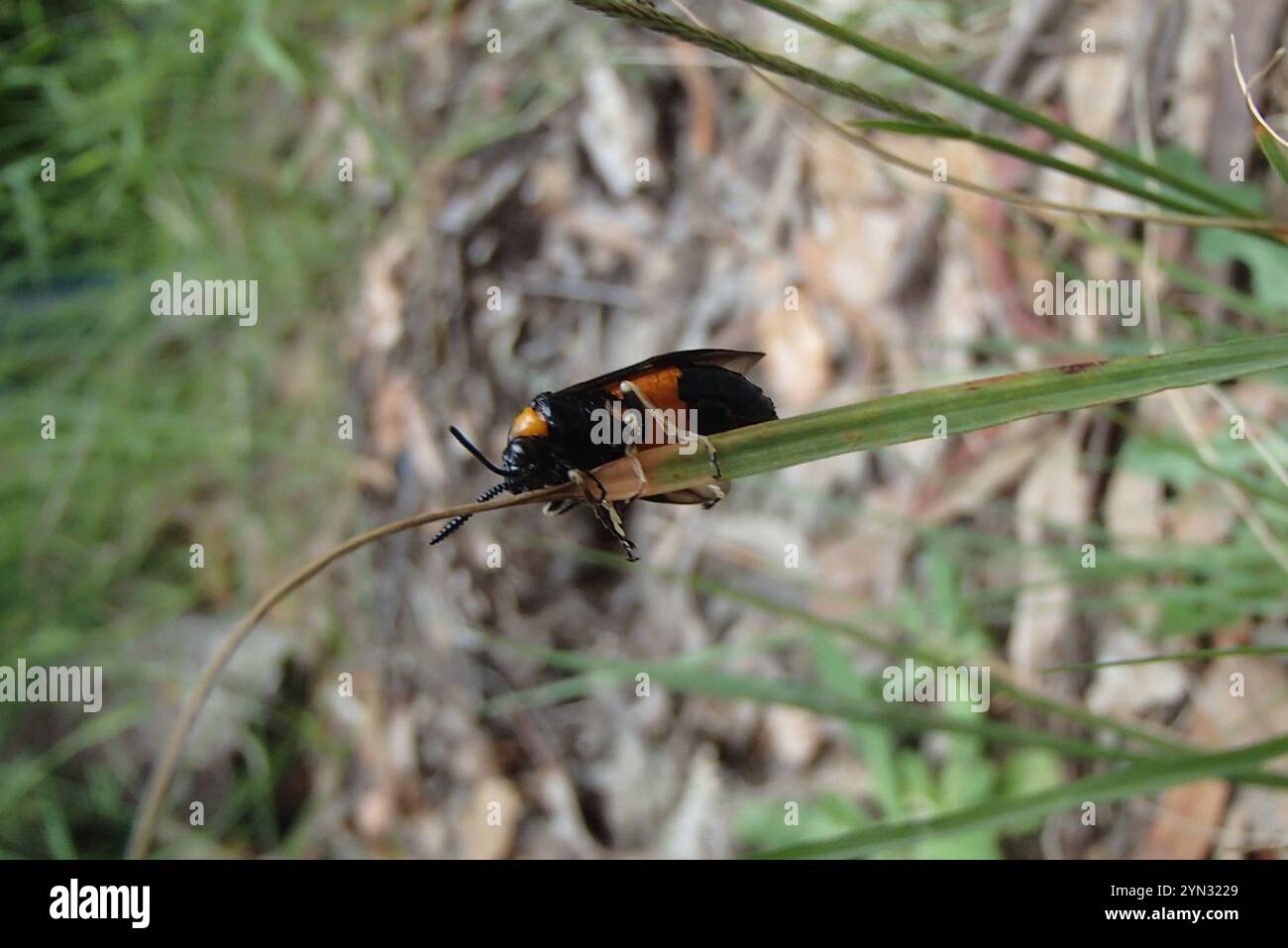 Cattle-poisoning sawfly (Lophyrotoma interrupta Stock Photo - Alamy