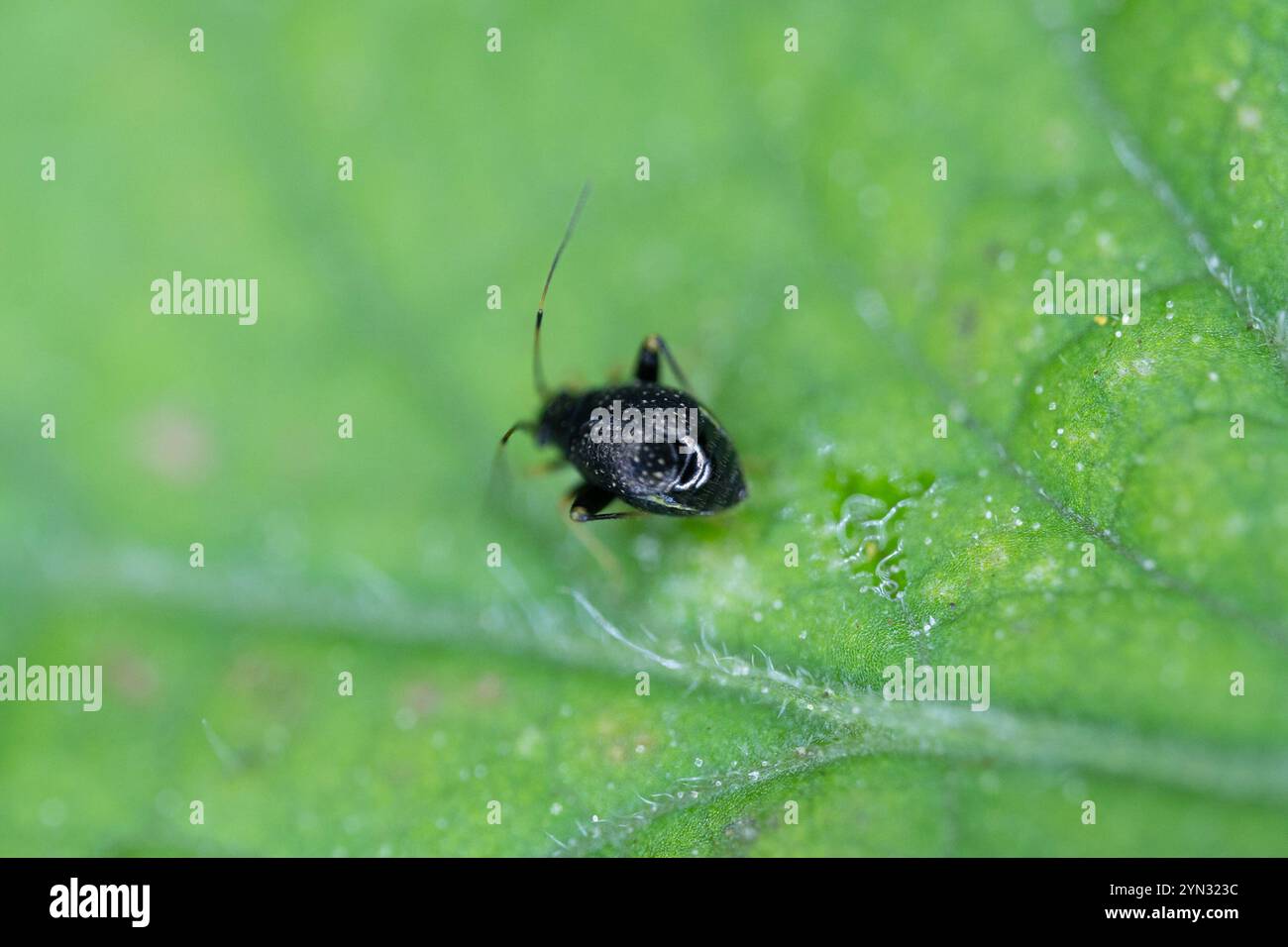 Garden Fleahopper (Microtechnites bractatus Stock Photo - Alamy