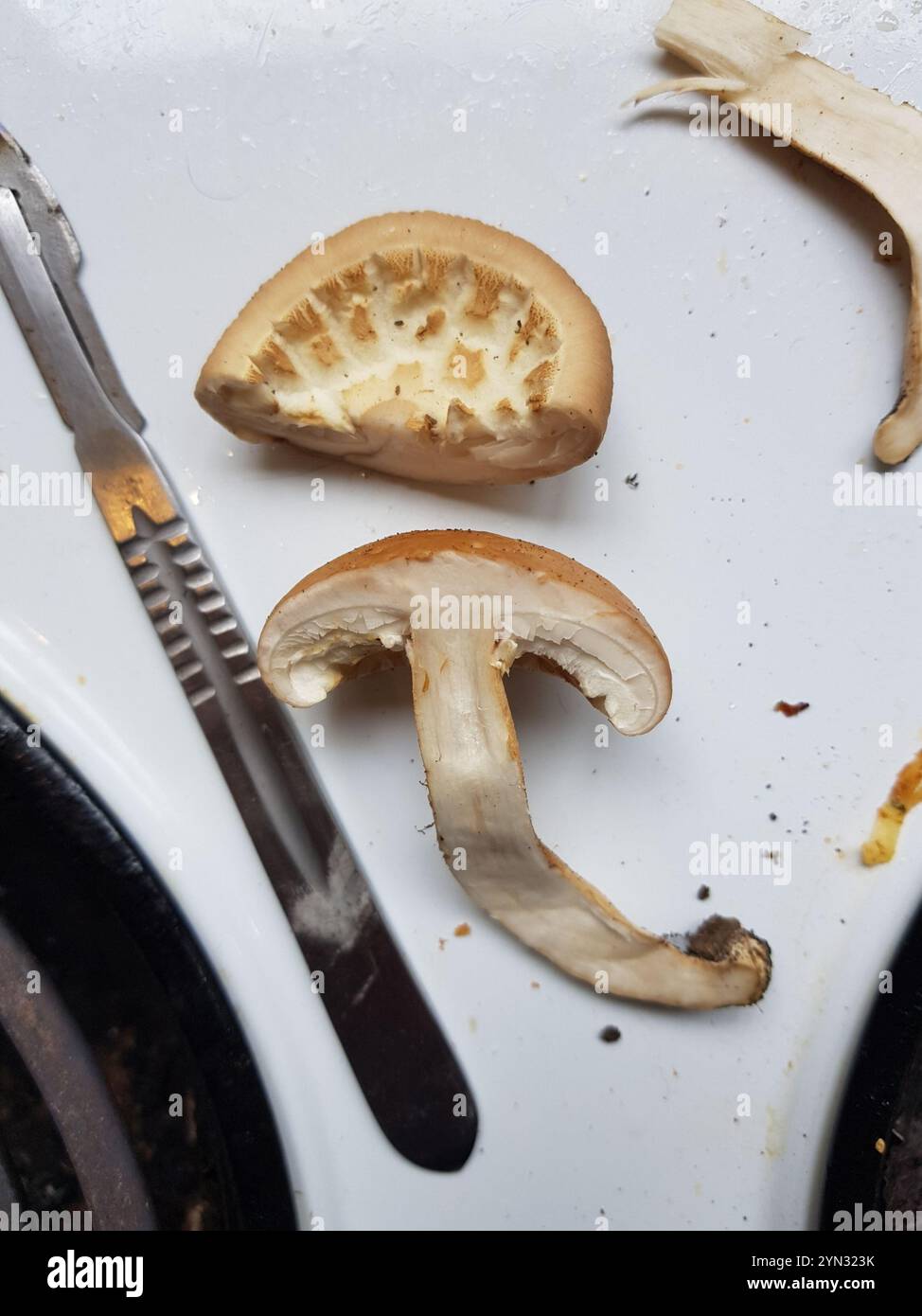Cyclocybe parasitica hi-res stock photography and images - Alamy