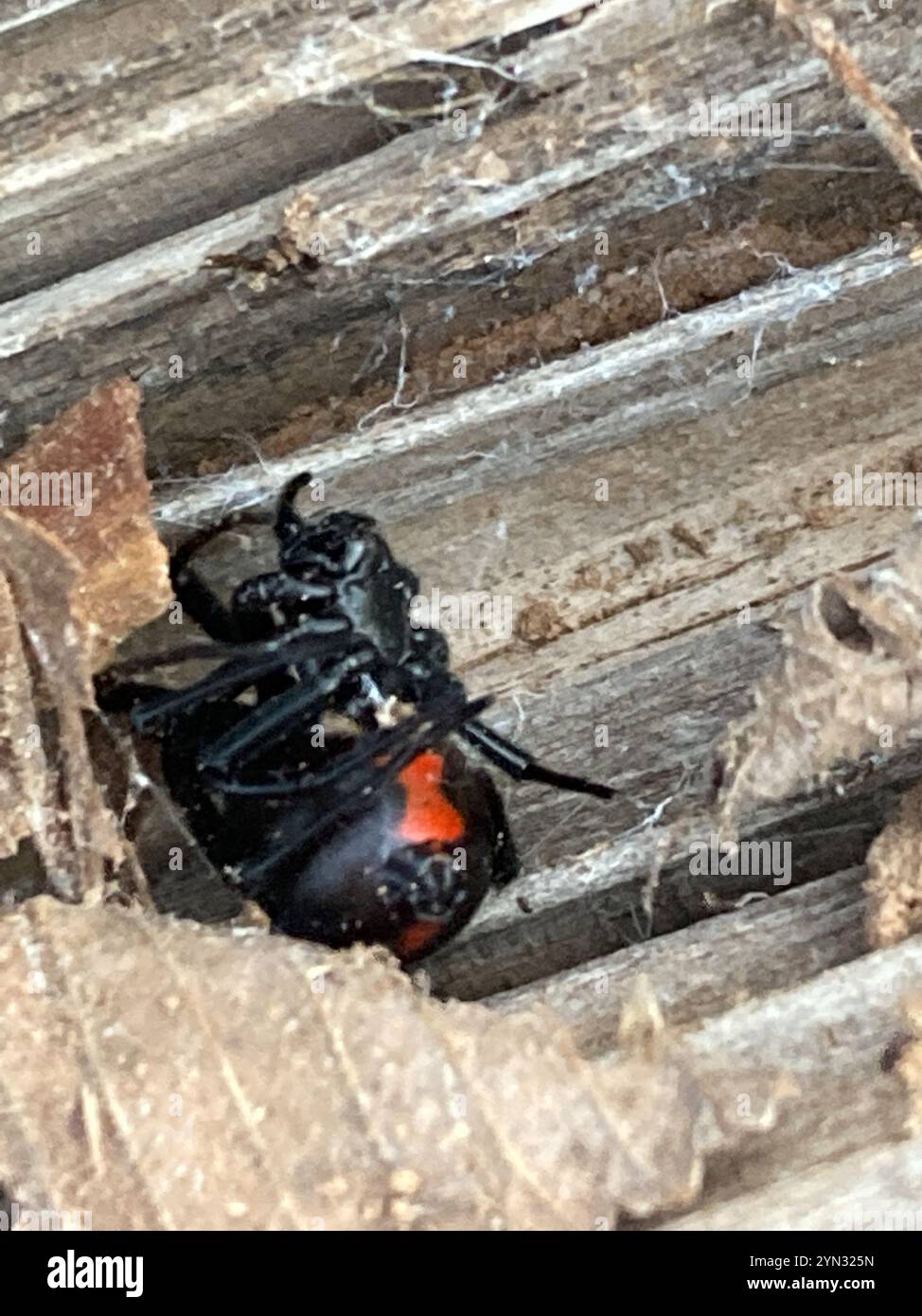 Widow Spiders (Latrodectus Stock Photo - Alamy