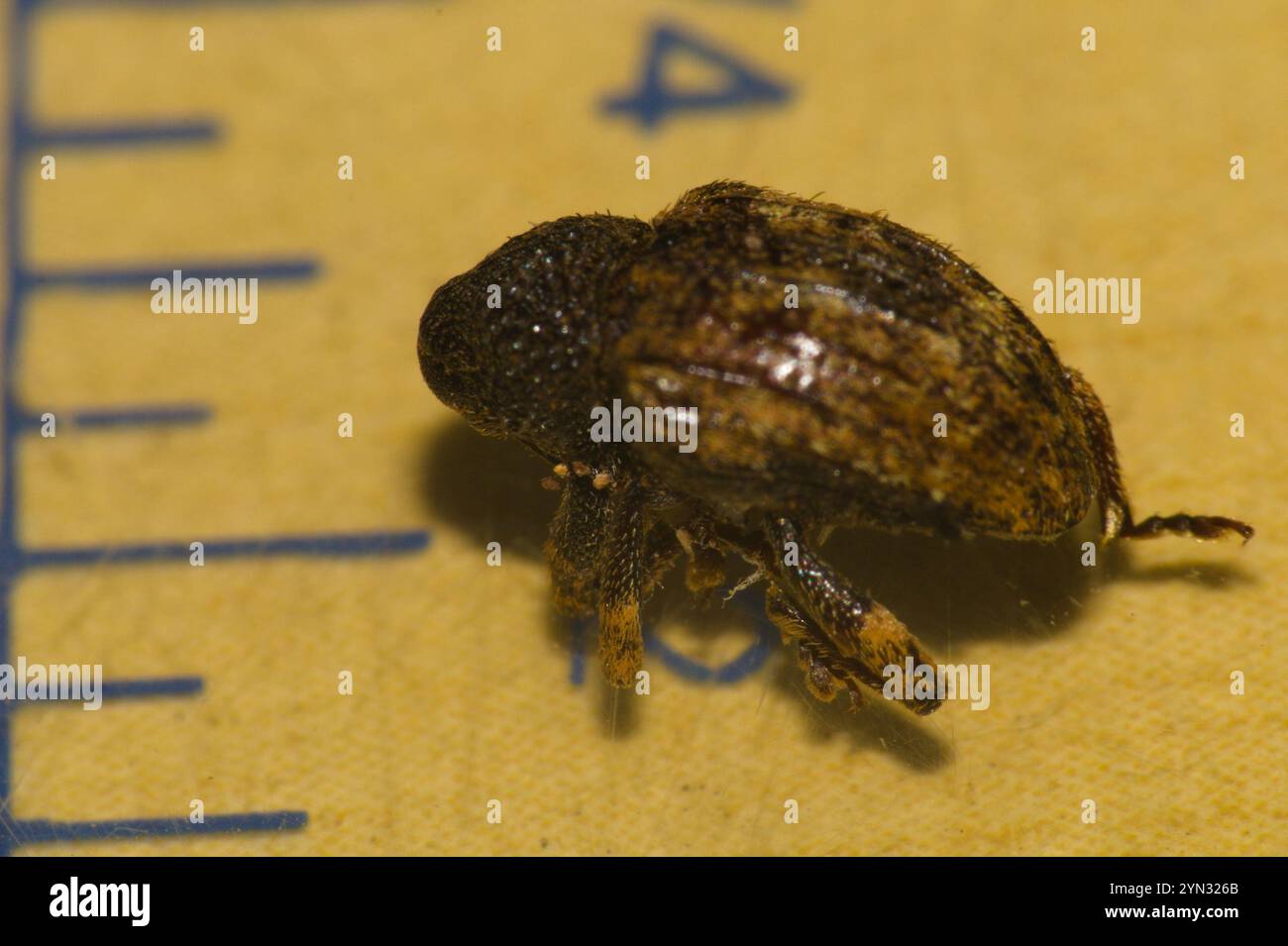 True Weevils (Curculionidae Stock Photo - Alamy