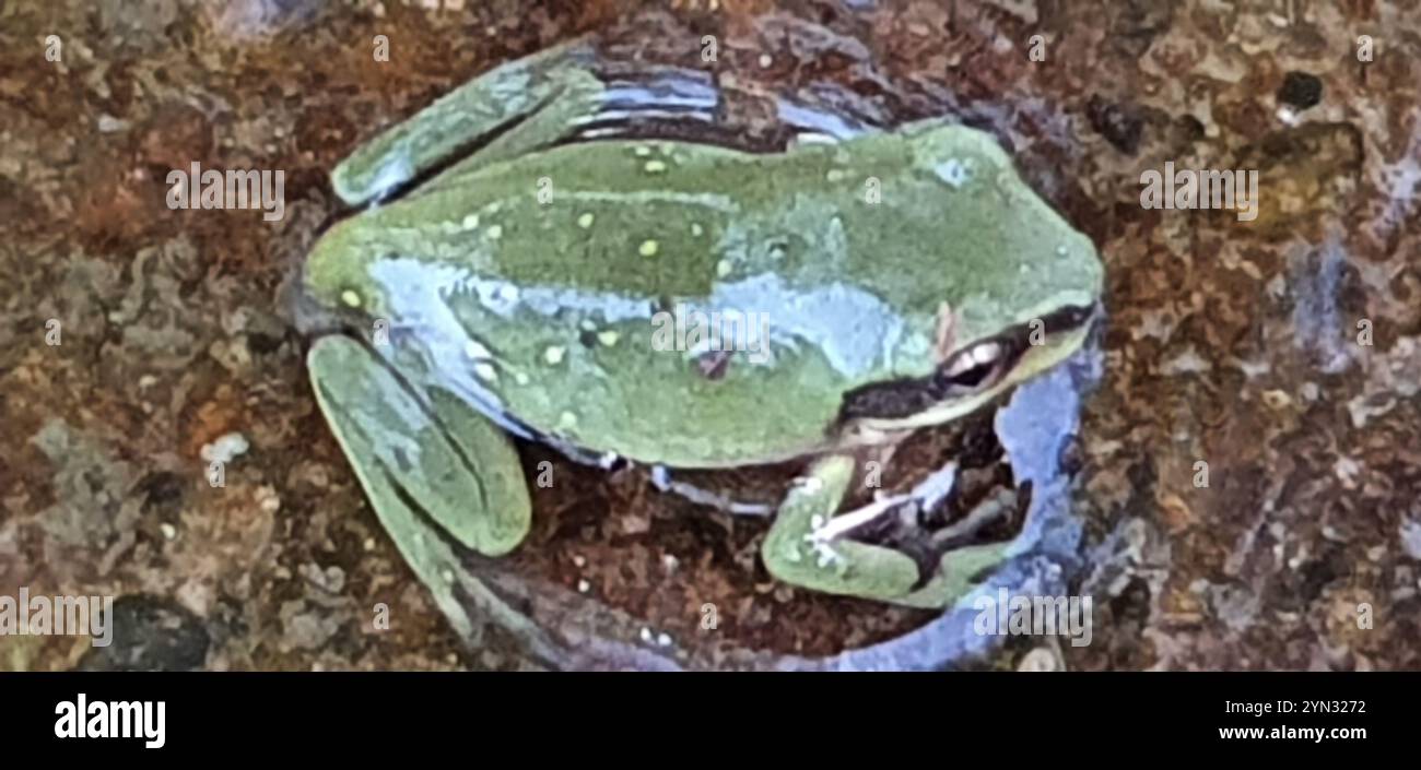 Australian Green Tree Frog (Ranoidea caerulea Stock Photo - Alamy