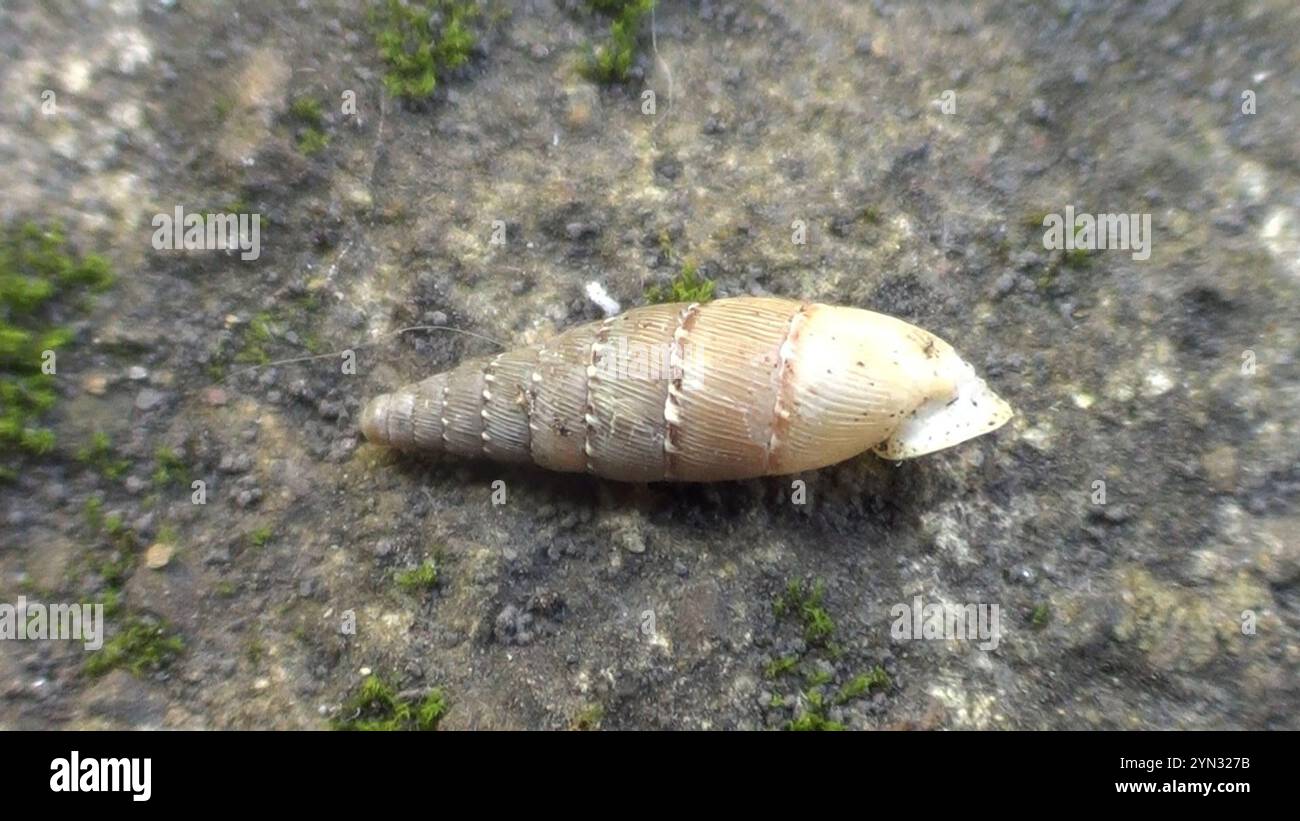 Papillifera papillaris hi-res stock photography and images - Alamy