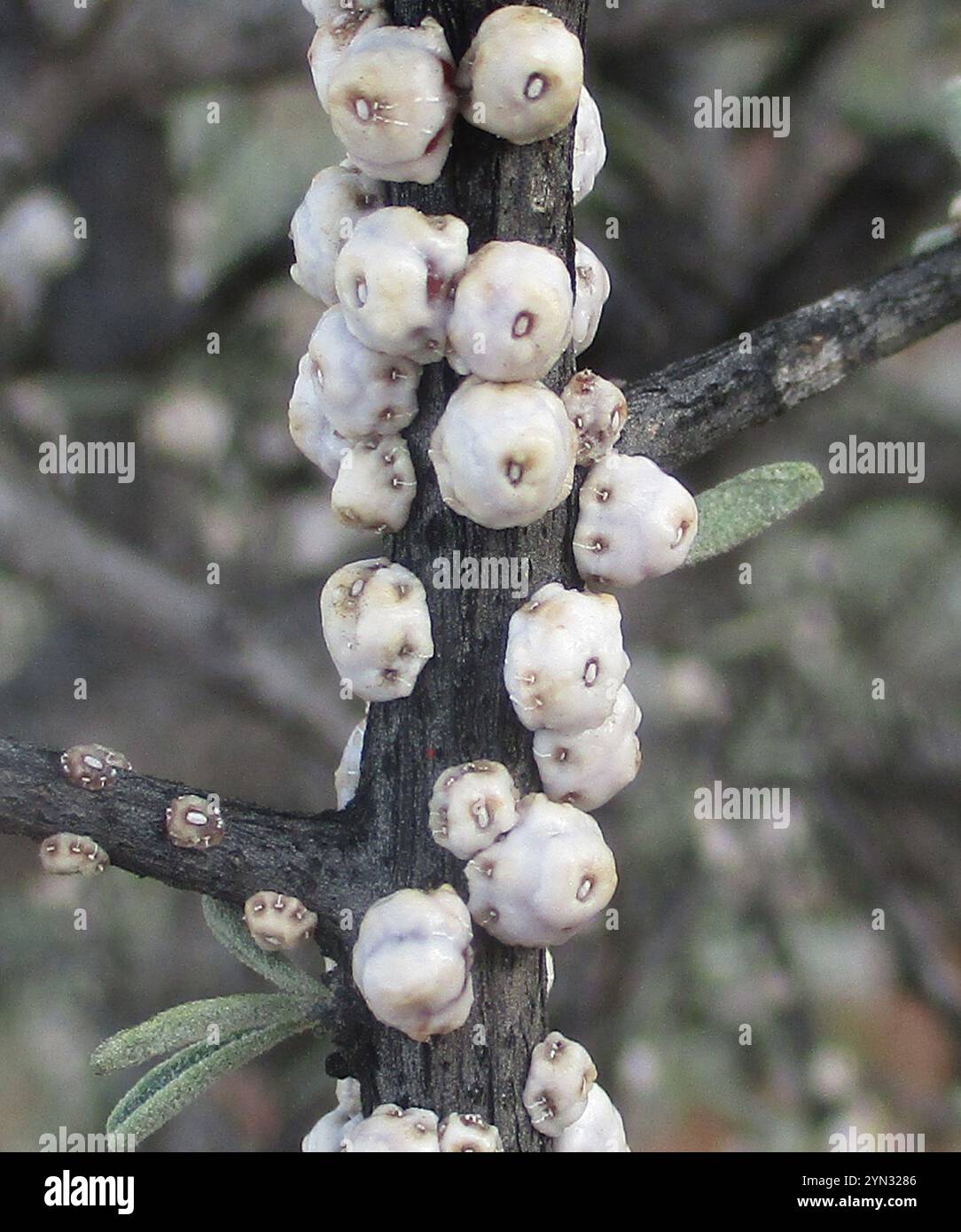 Wax Scales (Ceroplastes Stock Photo - Alamy