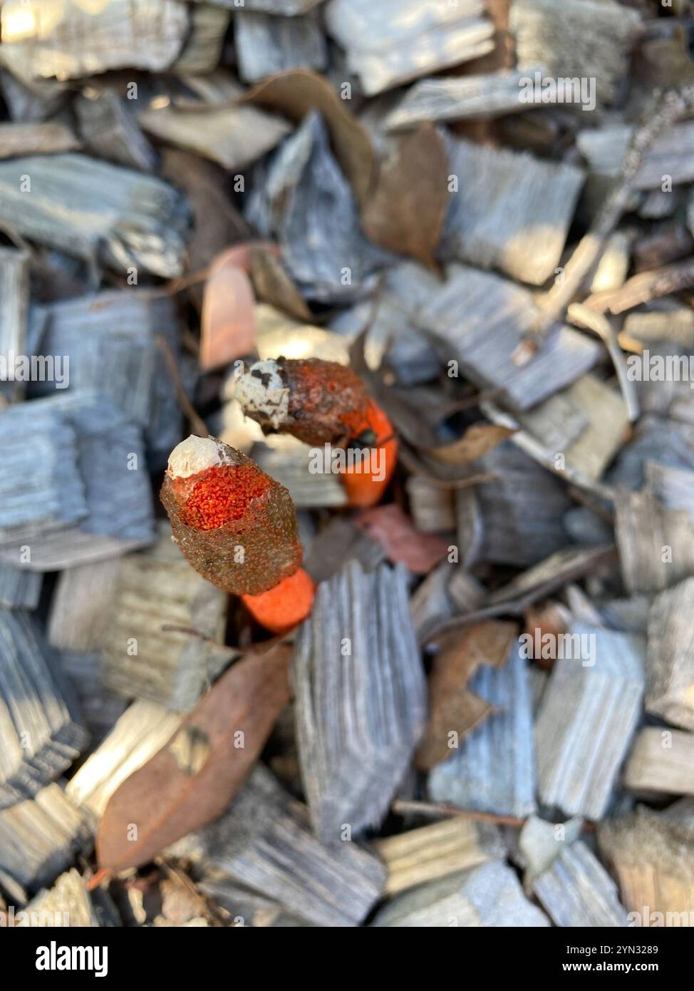 Devil's Stinkhorn (Phallus rubicundus Stock Photo - Alamy