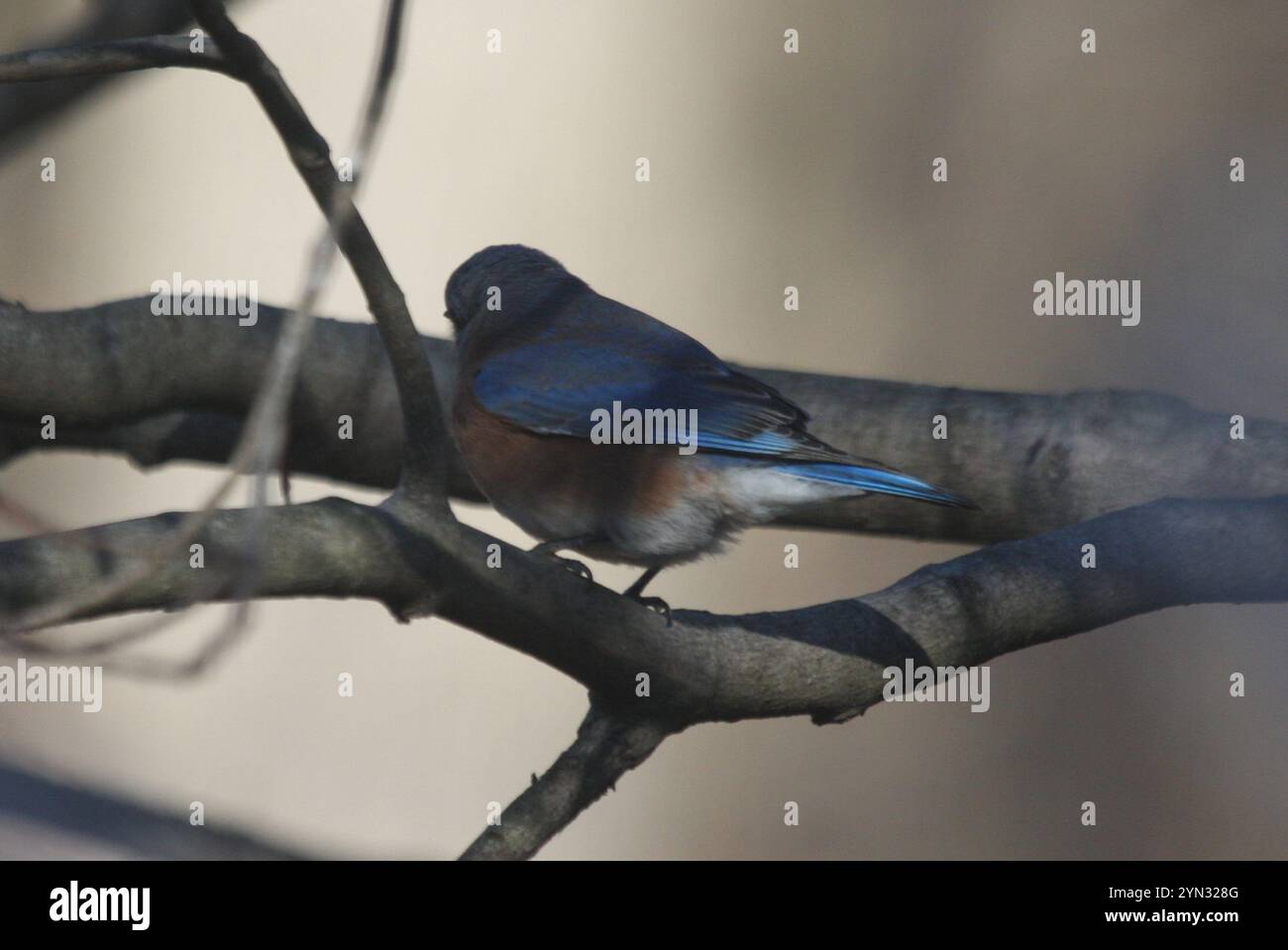 Eastern Bluebird (Sialia sialis Stock Photo - Alamy