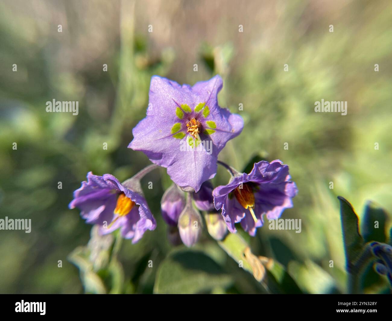 bluewitch nightshade (Solanum umbelliferum Stock Photo - Alamy
