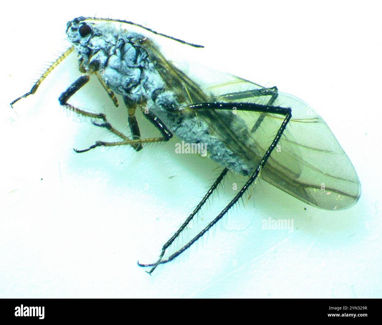 pine needle aphid (Eulachnus rileyi Stock Photo - Alamy