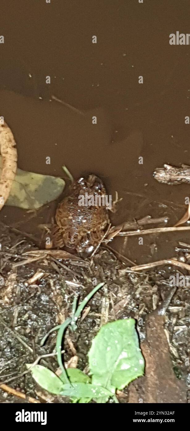 Ornate Burrowing Frog (Platyplectrum ornatum Stock Photo - Alamy