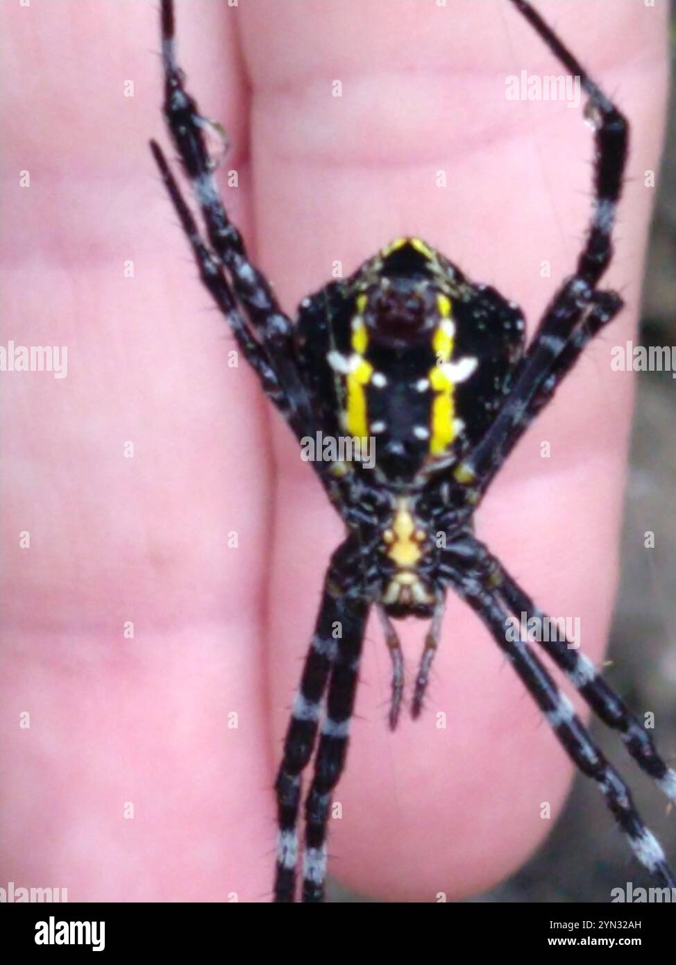 Hawaiian Garden Spider (Argiope appensa Stock Photo - Alamy