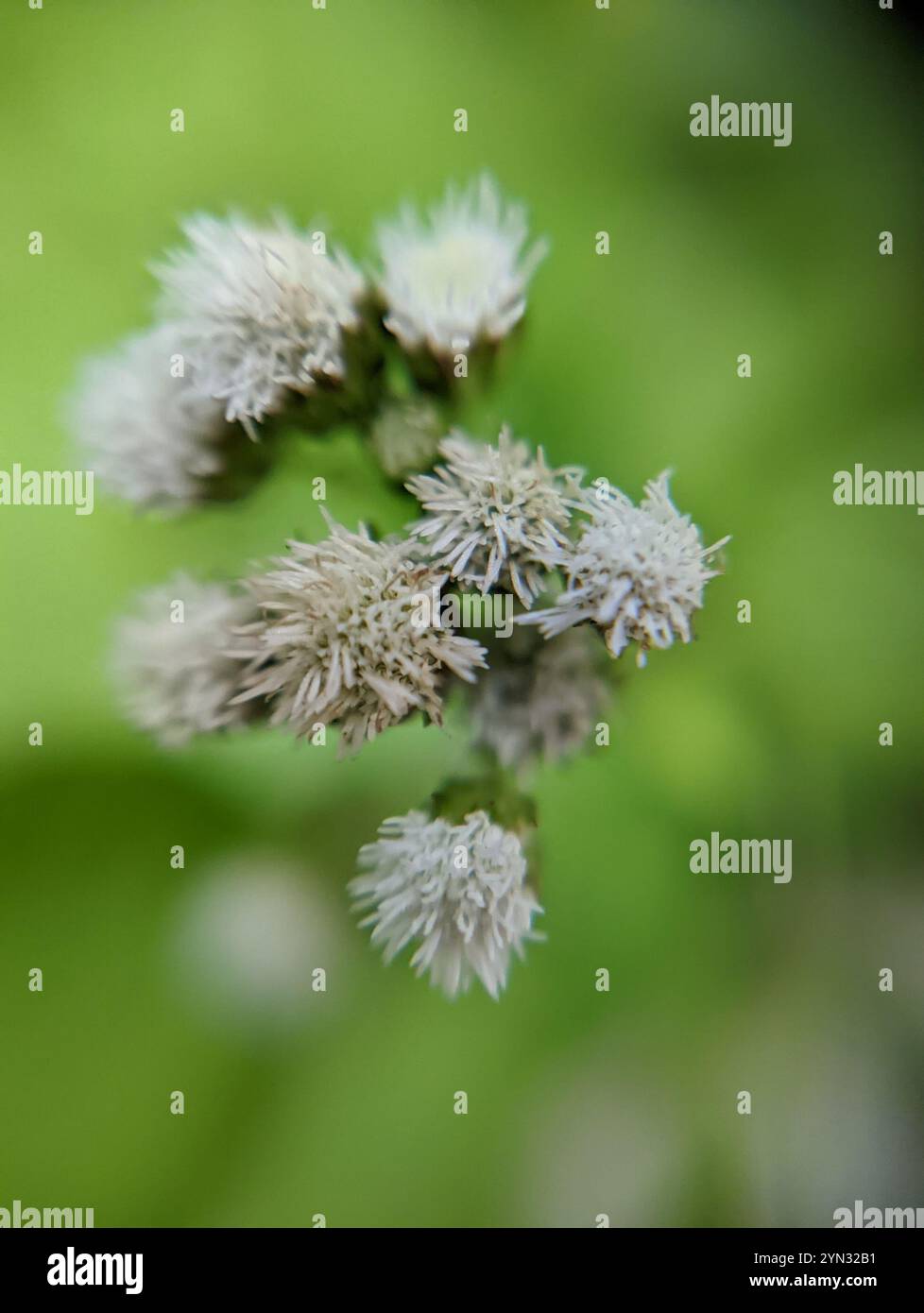 billygoat weed (Ageratum conyzoides Stock Photo - Alamy