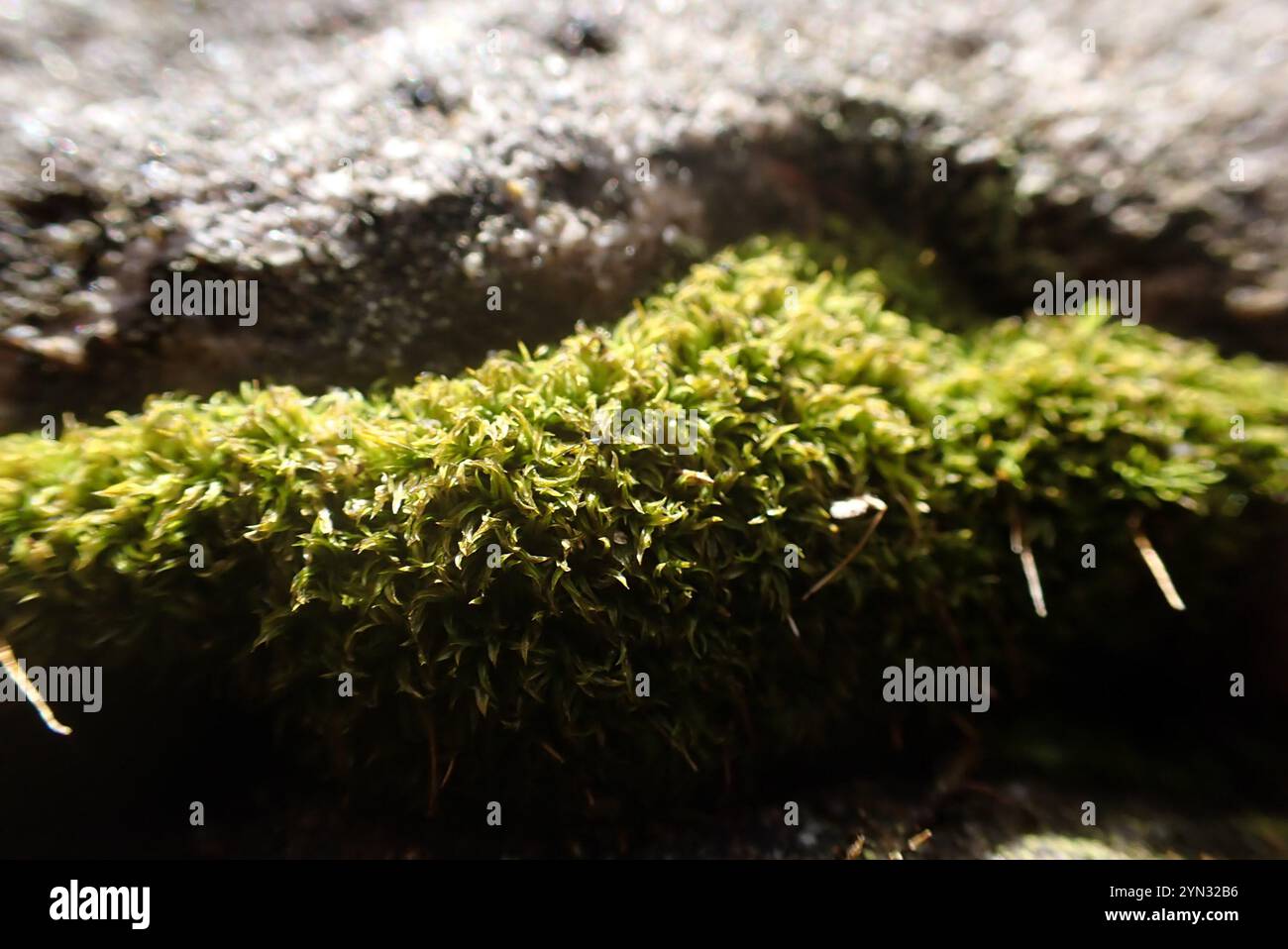 Small Twisted Moss (Tortella humilis Stock Photo - Alamy