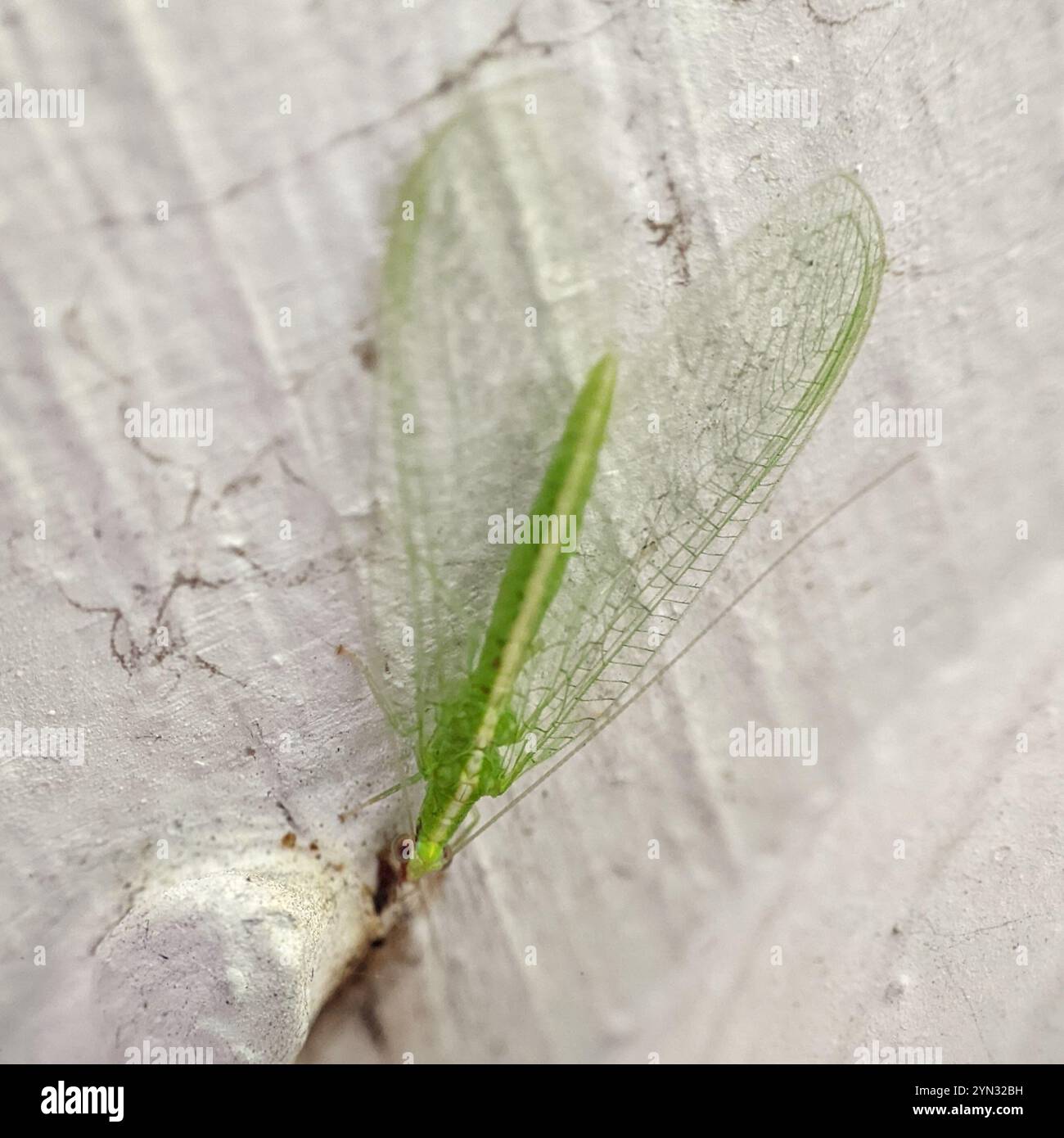 common green lacewings (Chrysoperla Stock Photo - Alamy