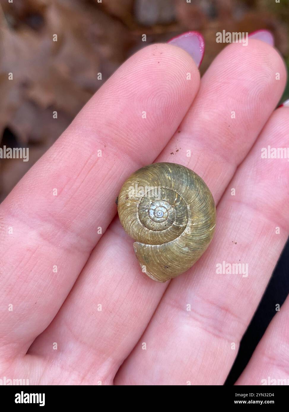 Beaded Lancetooth Snail (Ancotrema sportella Stock Photo - Alamy