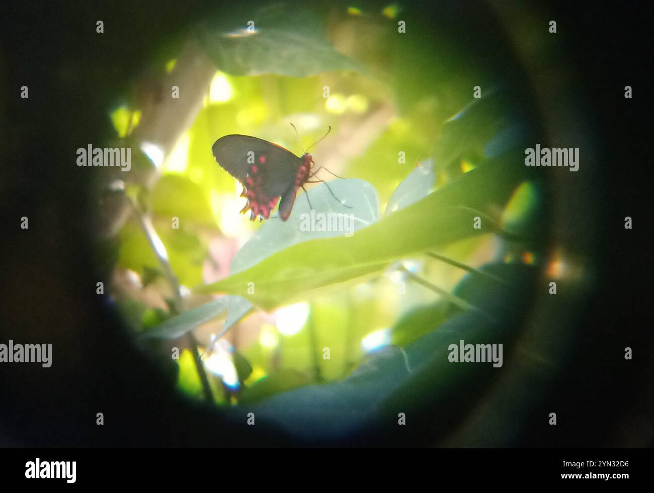 Pink-spotted Cattleheart (Parides photinus Stock Photo - Alamy