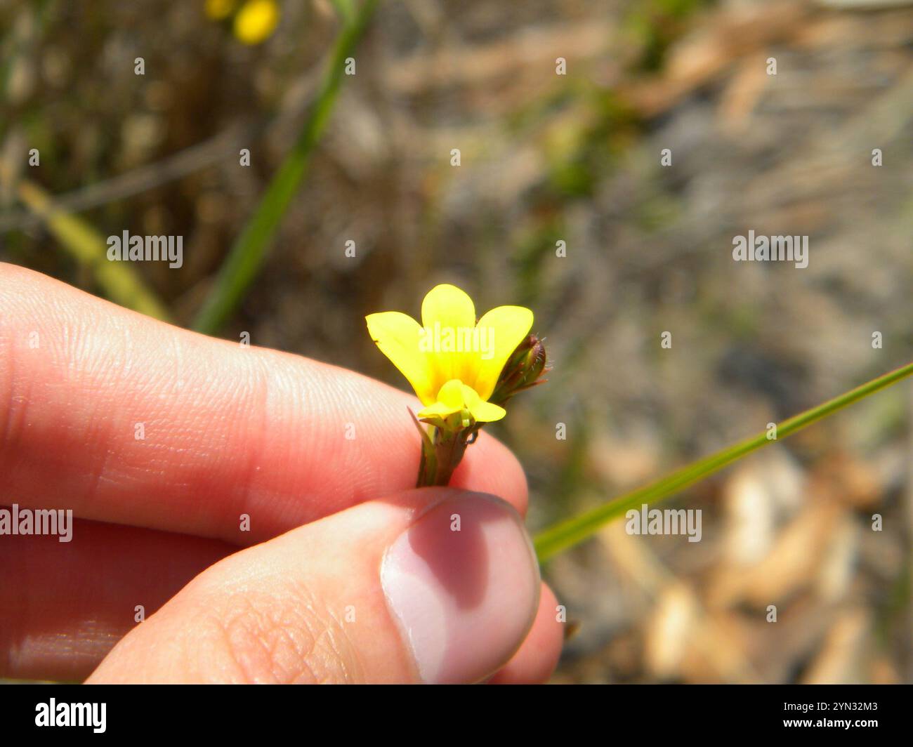 Yellow Oneye (Monopsis lutea Stock Photo - Alamy