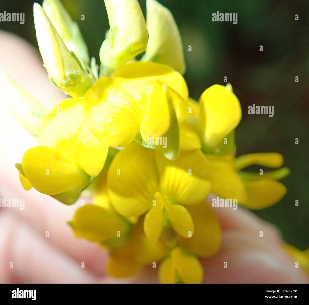 Round Pod Rattle Bush (Crotalaria globifera Stock Photo - Alamy