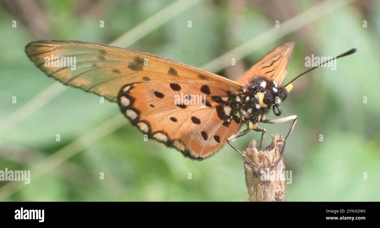 Wandering donkey hi-res stock photography and images - Alamy