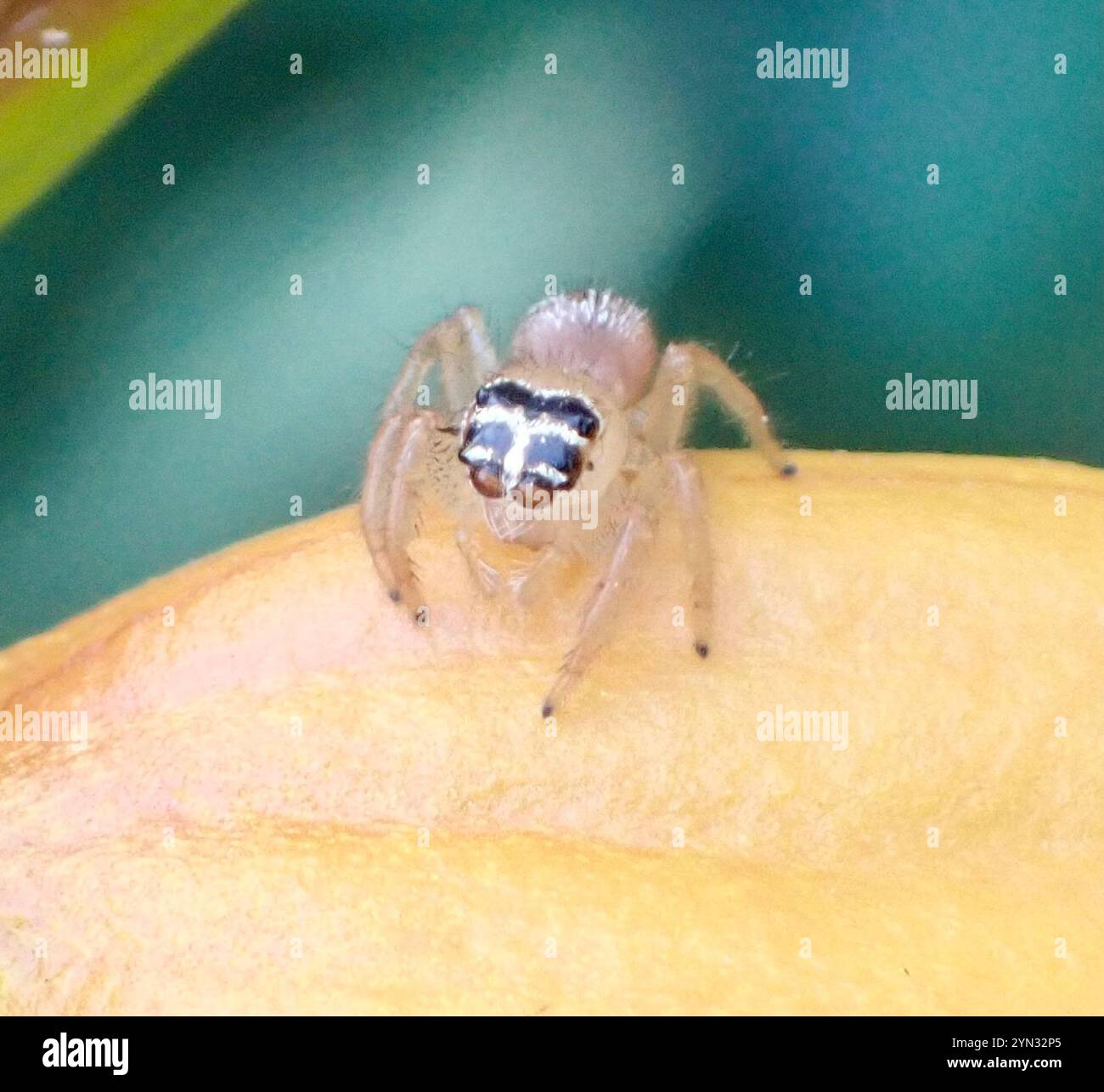 Jumping Spiders (Salticidae Stock Photo - Alamy