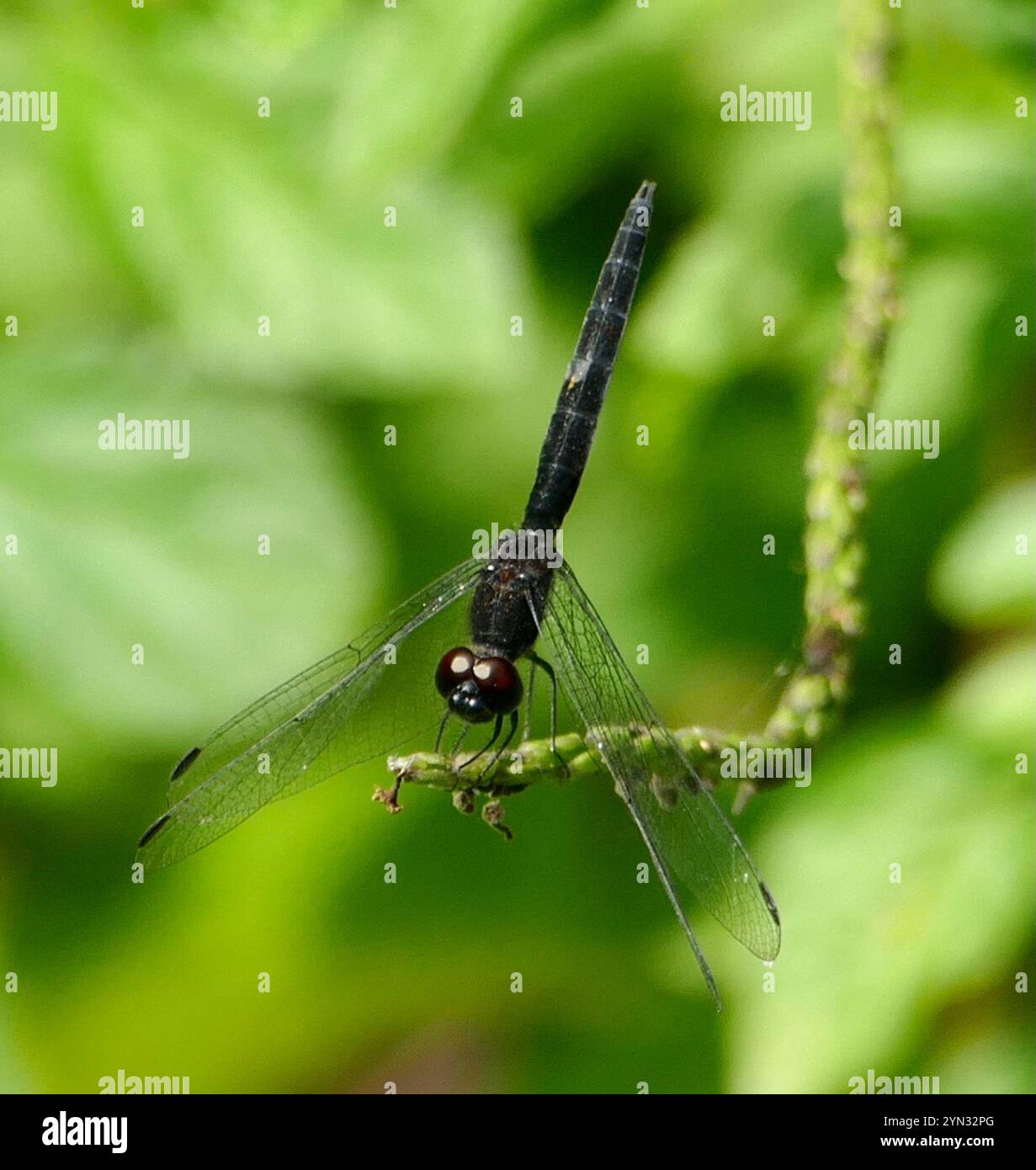 Black Dropwing (Trithemis dichroa Stock Photo - Alamy