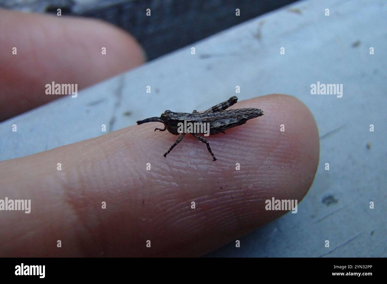 Bark-mimicking Grasshopper (Coryphistes ruricola Stock Photo - Alamy