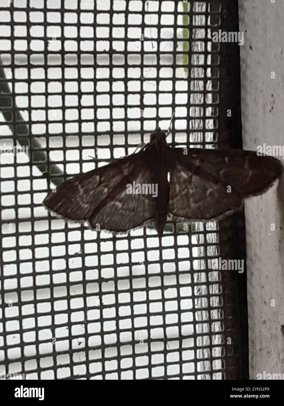 Dusky Herpetogramma Moth (Herpetogramma phaeopteralis Stock Photo - Alamy