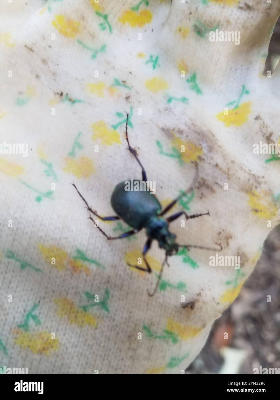 Fiery Searcher (Calosoma scrutator Stock Photo - Alamy