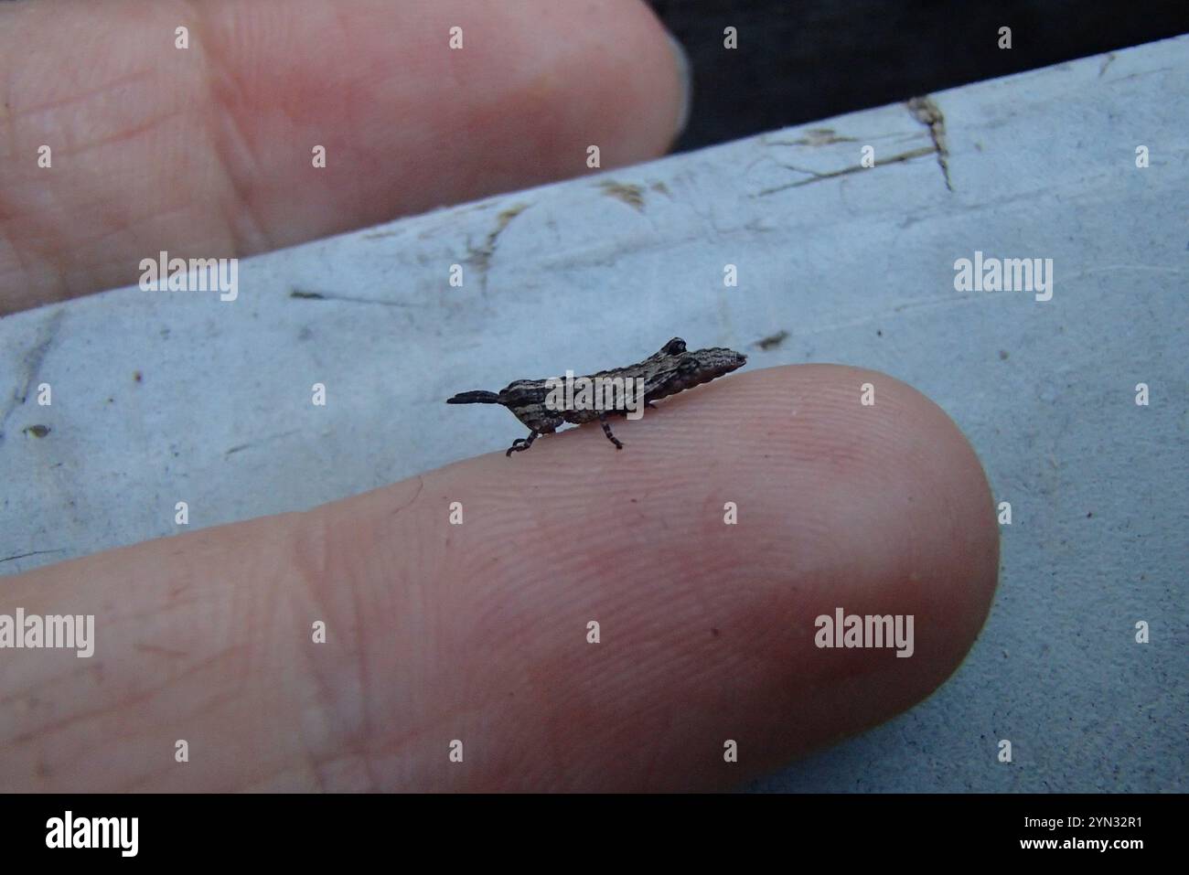 Bark-mimicking Grasshopper (Coryphistes ruricola Stock Photo - Alamy