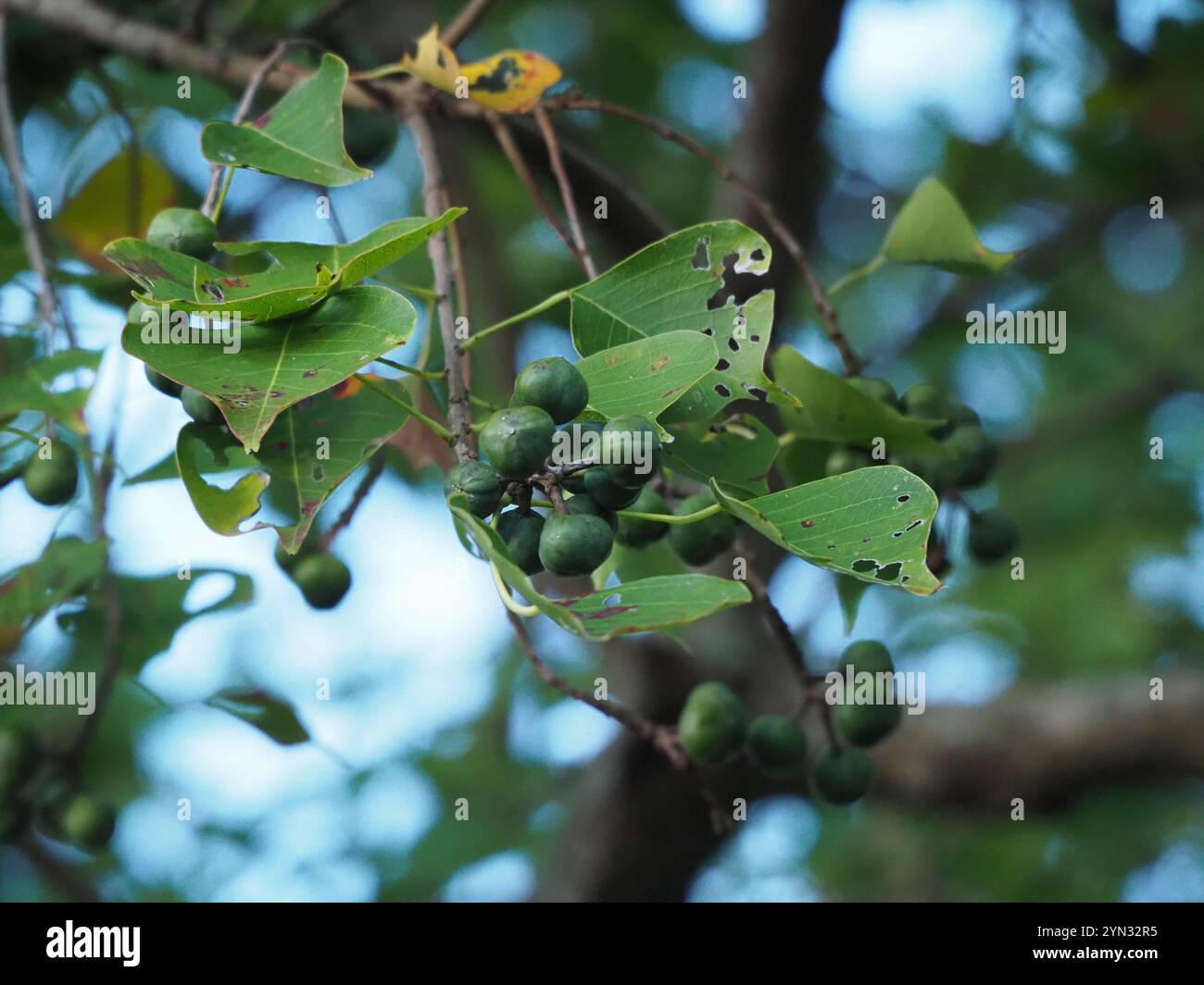Chinese Tallow (Triadica sebifera Stock Photo - Alamy