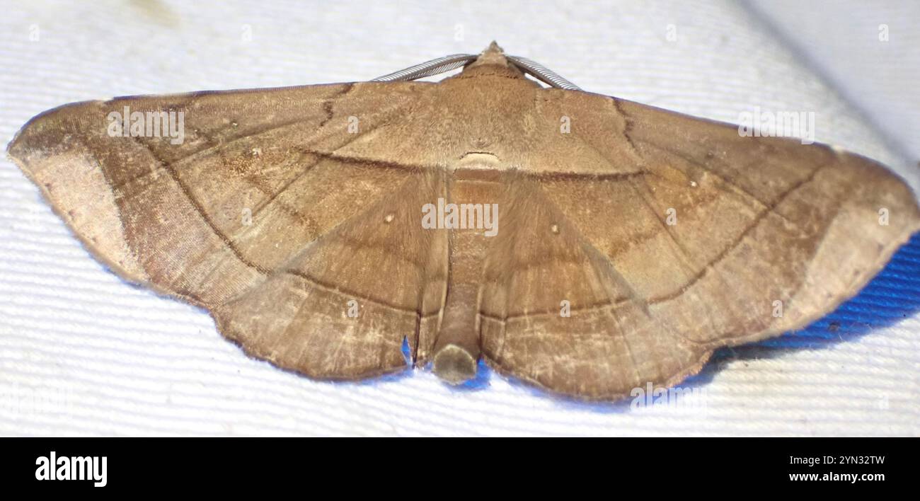 Apicata hi-res stock photography and images - Alamy