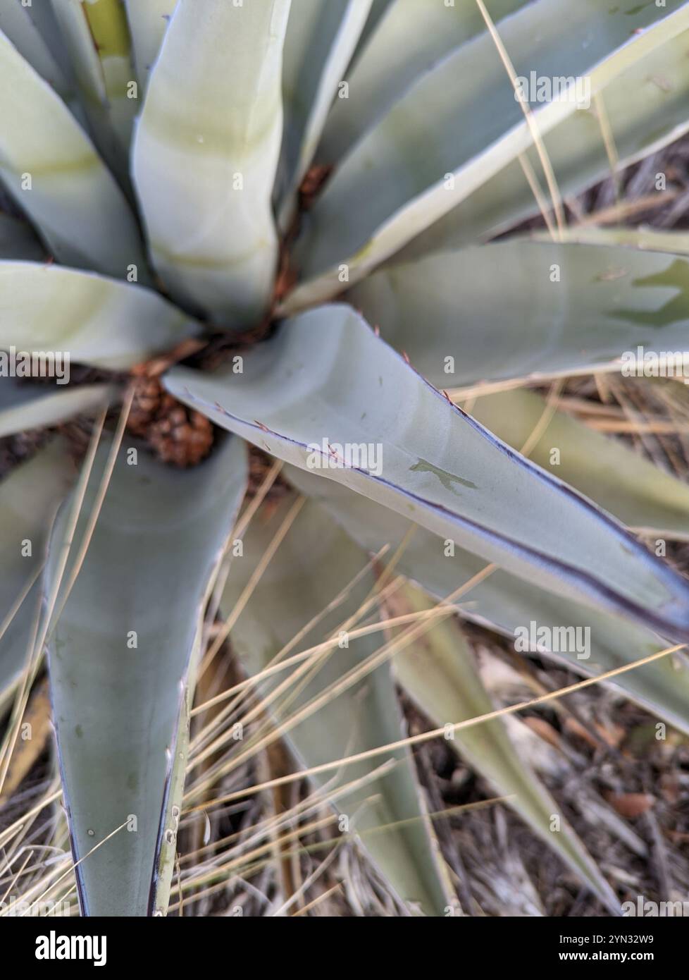 Parry's agave (Agave parryi Stock Photo - Alamy