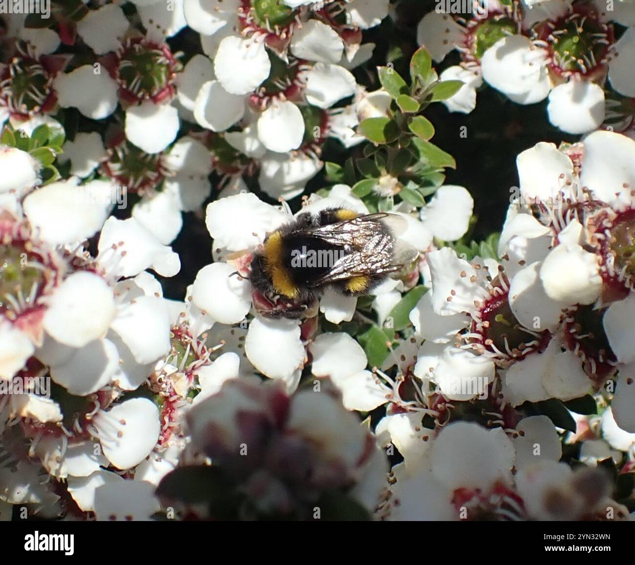 Buff-tailed Bumble Bee (Bombus terrestris Stock Photo - Alamy