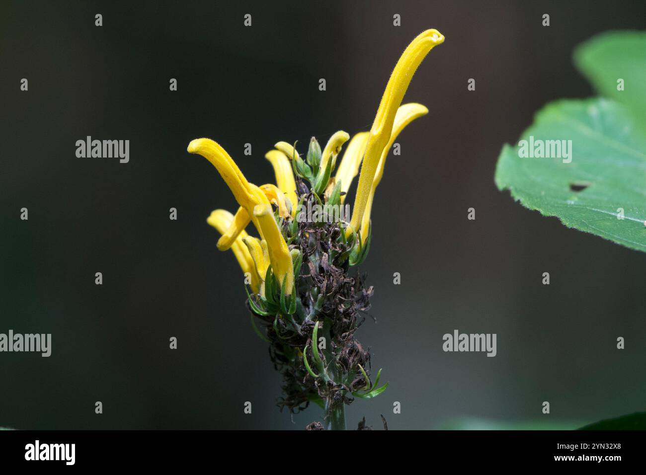 Yellow Jacobinia (Justicia aurea Stock Photo - Alamy
