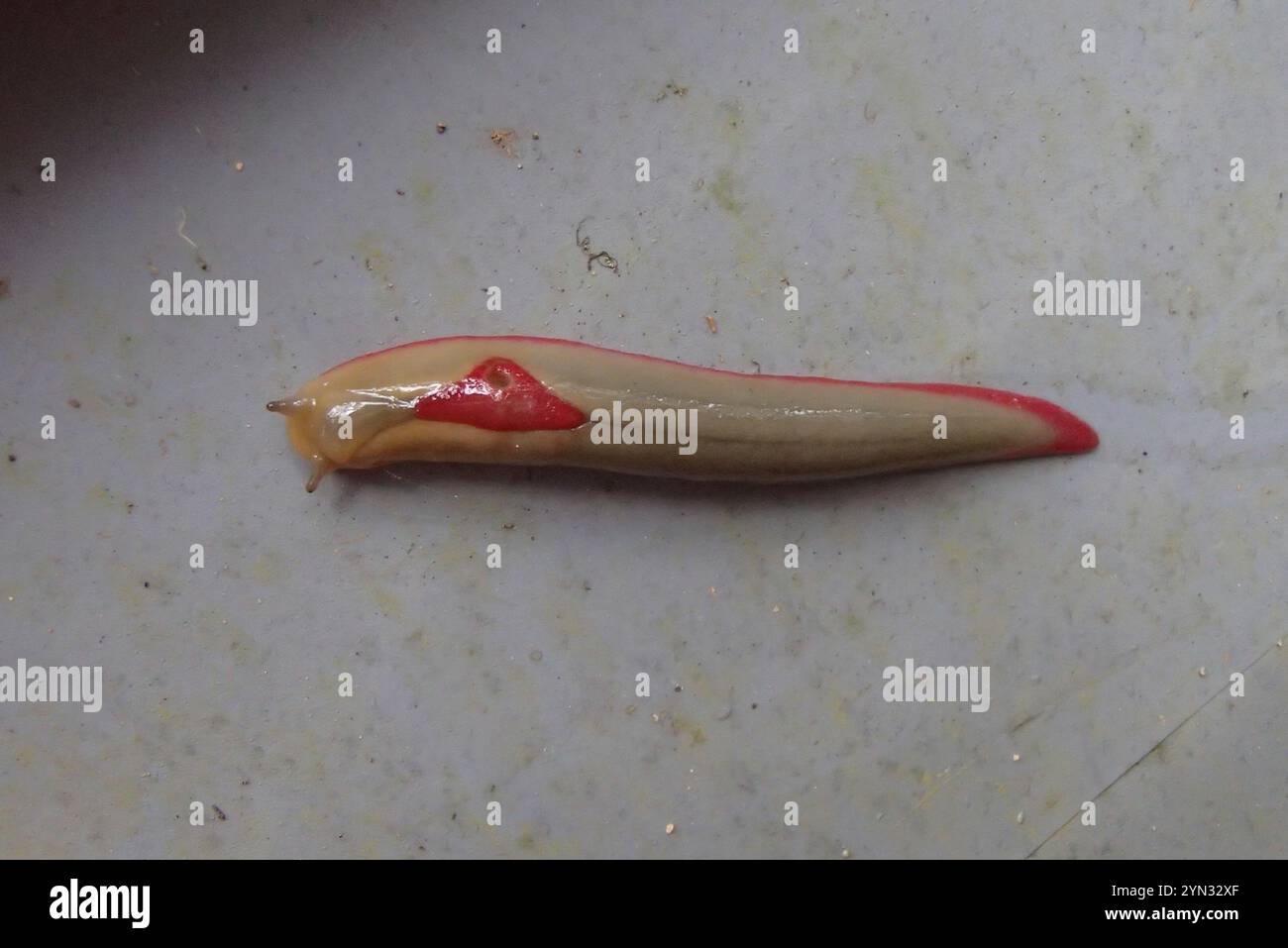 Red Triangle Slug (Triboniophorus graeffei Stock Photo - Alamy