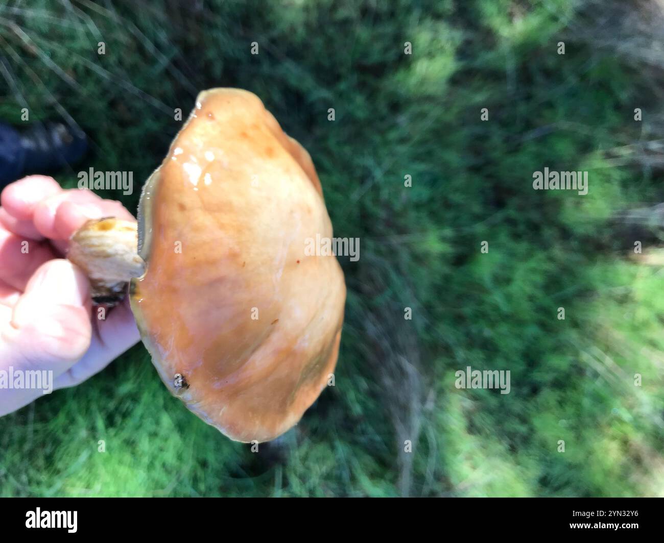 Slippery Jacks (Suillus Stock Photo - Alamy