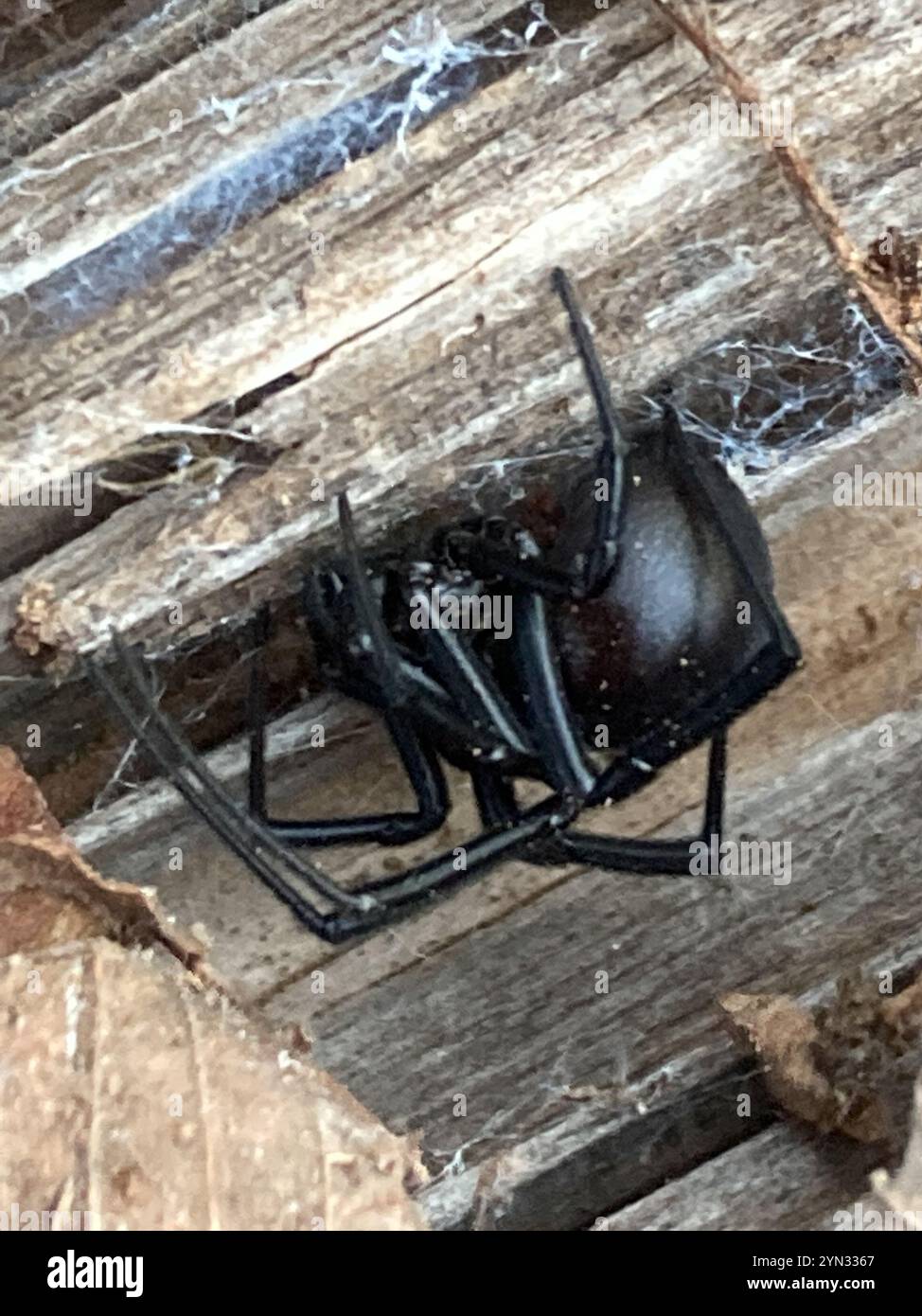 Widow Spiders (Latrodectus Stock Photo - Alamy