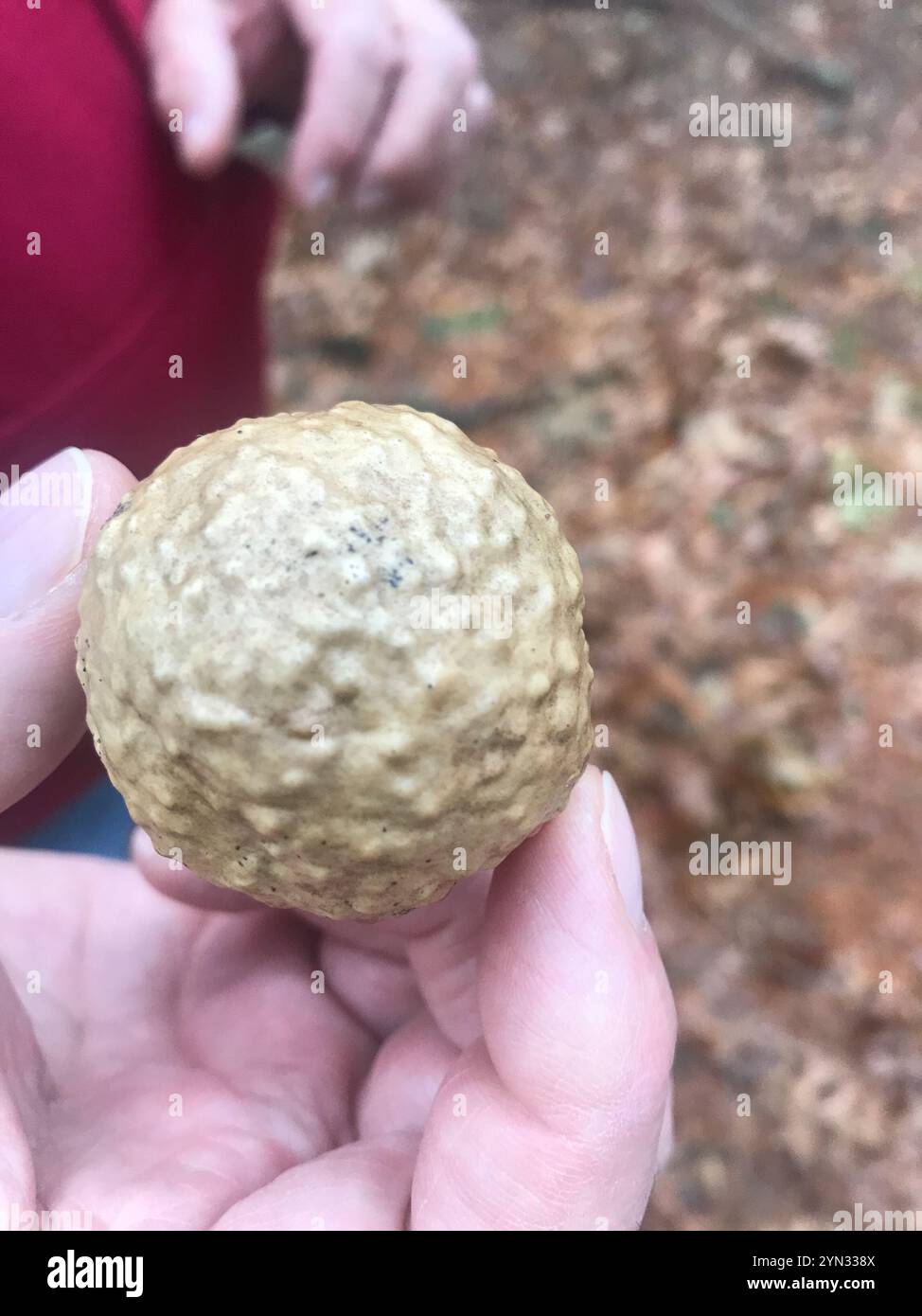 Spongy Oak Apple Gall Wasp (Amphibolips confluenta Stock Photo - Alamy