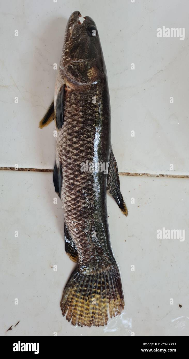 Common Wolffish (Hoplias malabaricus Stock Photo - Alamy