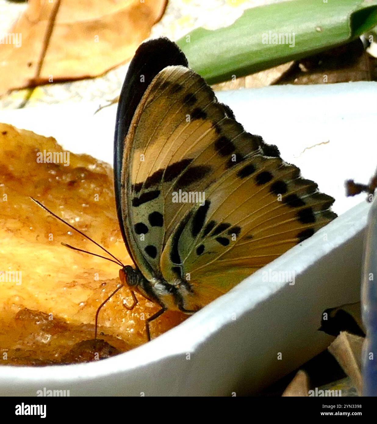 Euphaedra ceres hi-res stock photography and images - Alamy