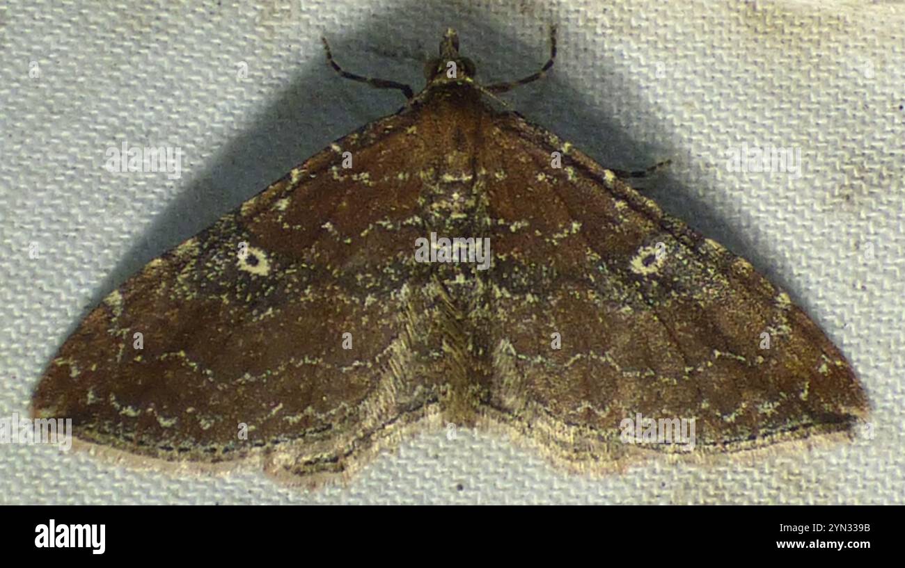 Gem Moth (Orthonama obstipata Stock Photo - Alamy