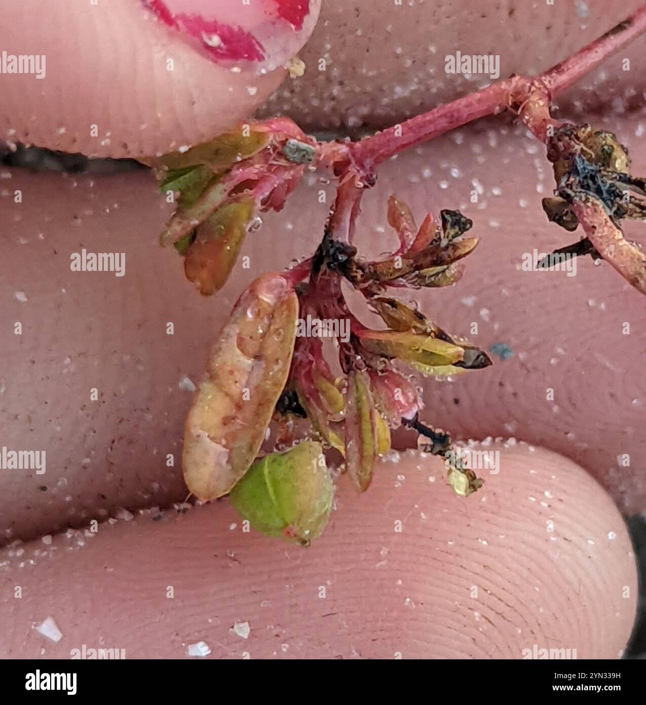 Southern Seaside Spurge (Euphorbia bombensis Stock Photo - Alamy
