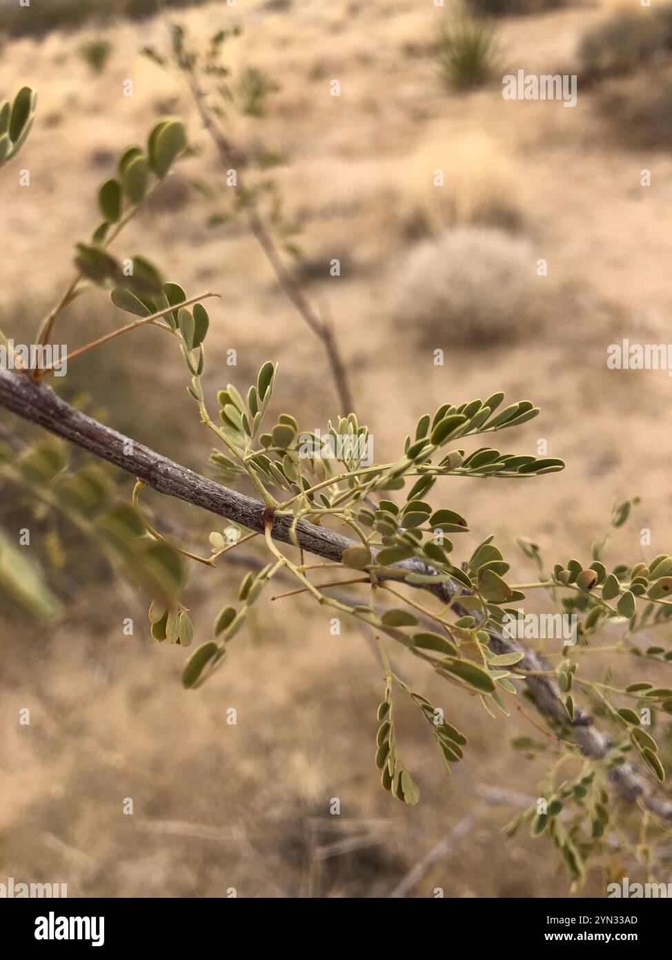 Catclaw Acacia (Senegalia greggii Stock Photo - Alamy