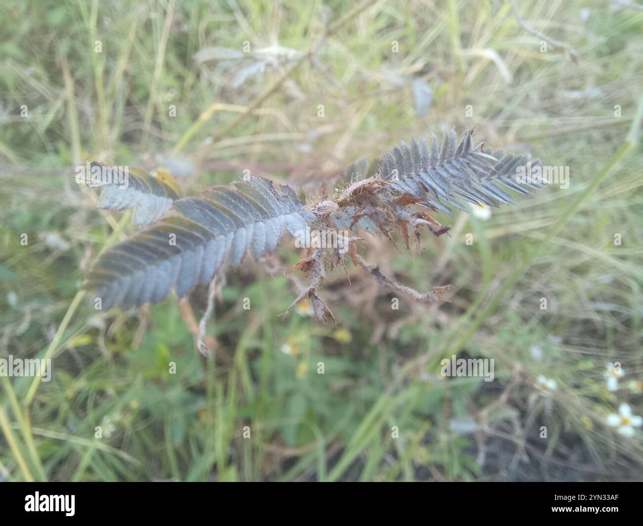 giant false sensitive plant (Mimosa diplotricha Stock Photo - Alamy