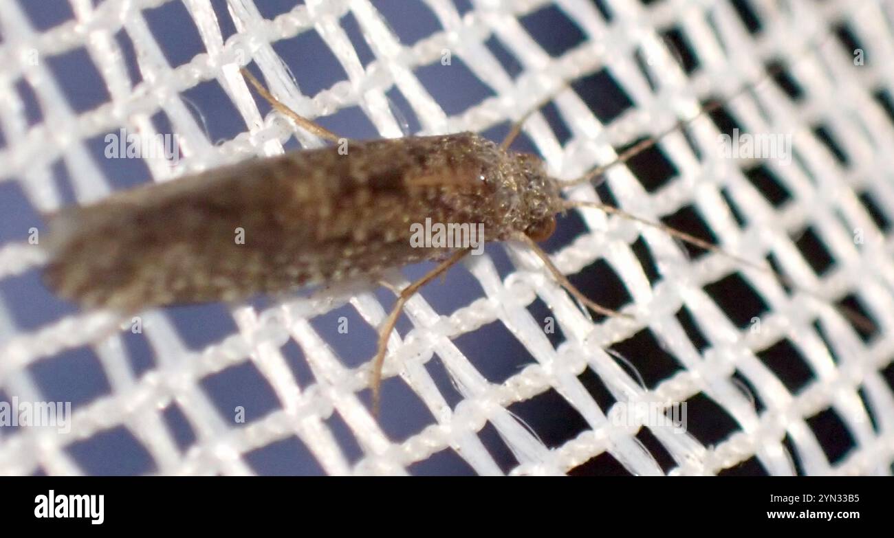 Net-spinning Caddisflies (Hydropsychidae Stock Photo - Alamy